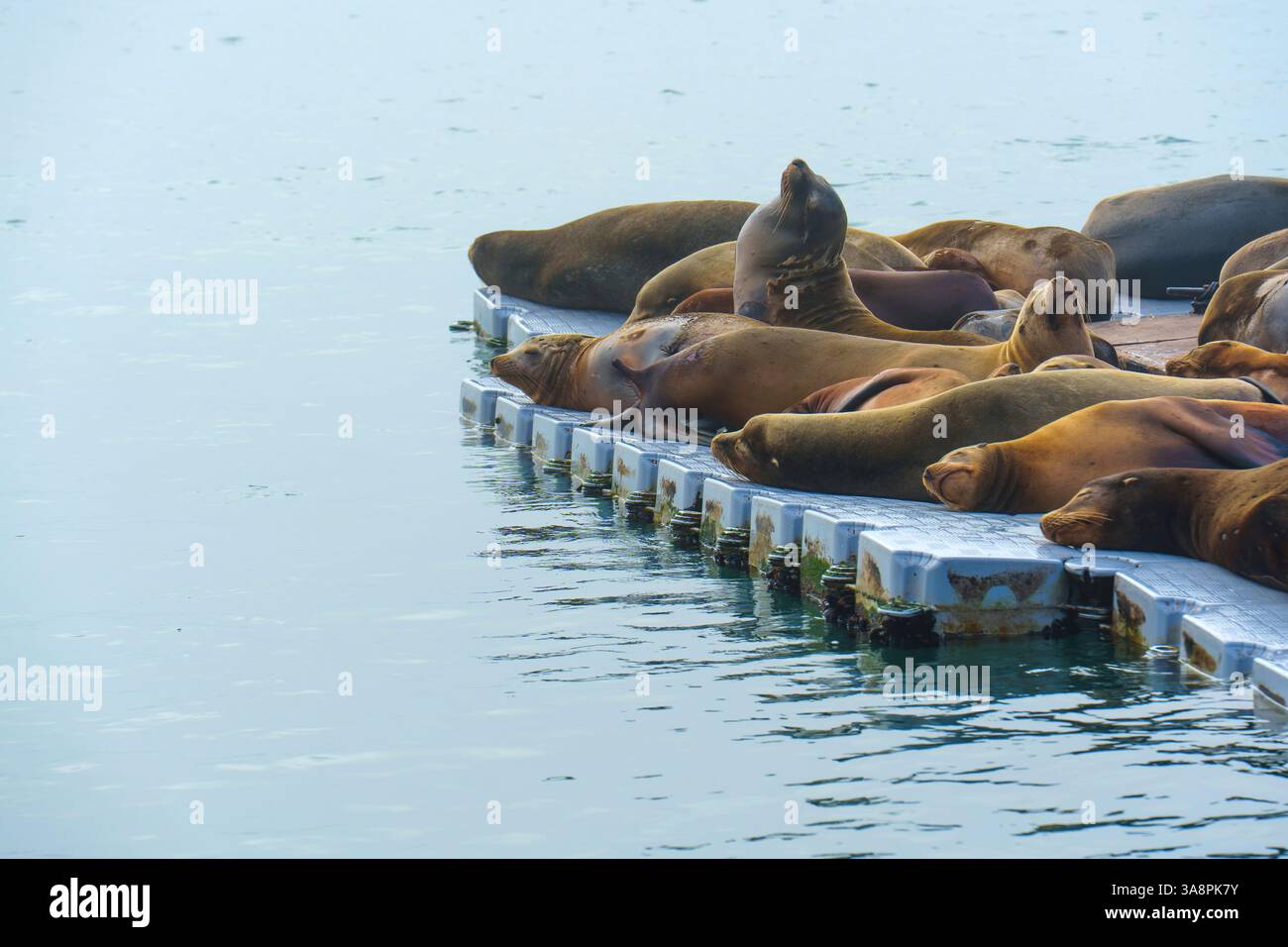 Group of sea lions basking on a floating dock in Oceanside, California ...