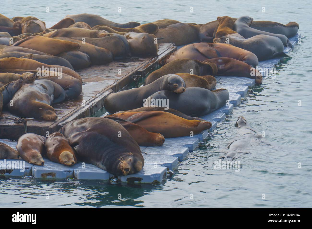 Large group of sea lions basking in the sun on a floating dock in ...