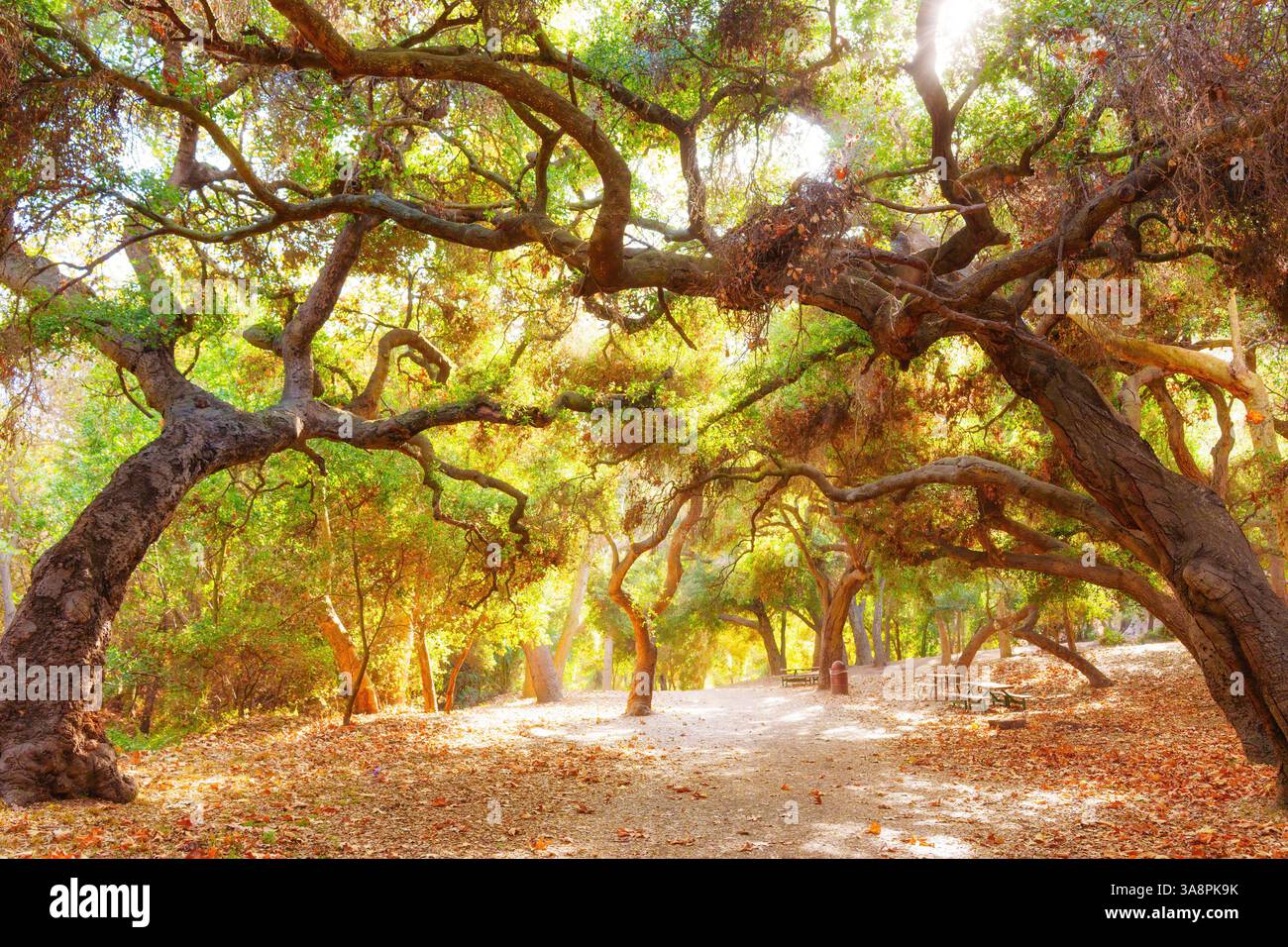 Serene forest pathway lined with large, twisting trees, vibrant green ...