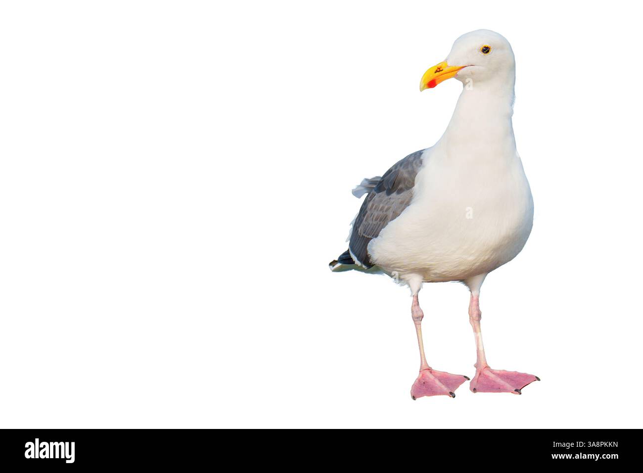 Yellow grey legs Cut Out Stock Images & Pictures - Alamy