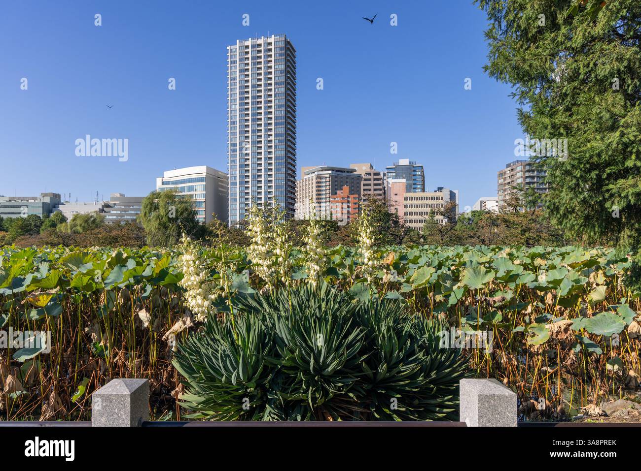 Tokyo city buildings through Shinobazu Pond with green lotus vegetation ...