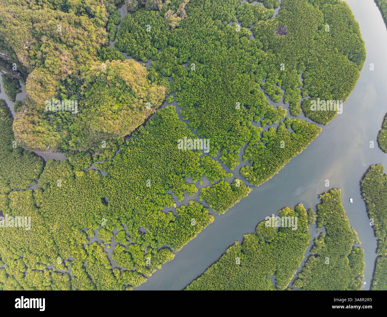 Amazing abundant mangrove forest,Aerial view of forest trees Rainforest ...