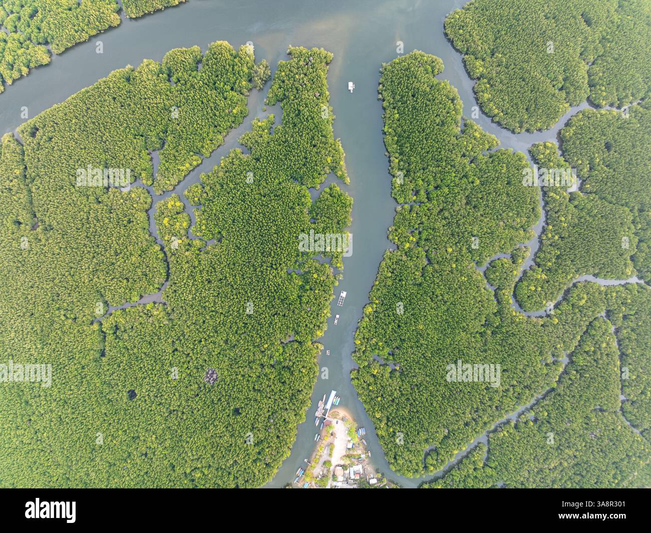 Amazing abundant mangrove forest,Aerial view of forest trees Rainforest ...
