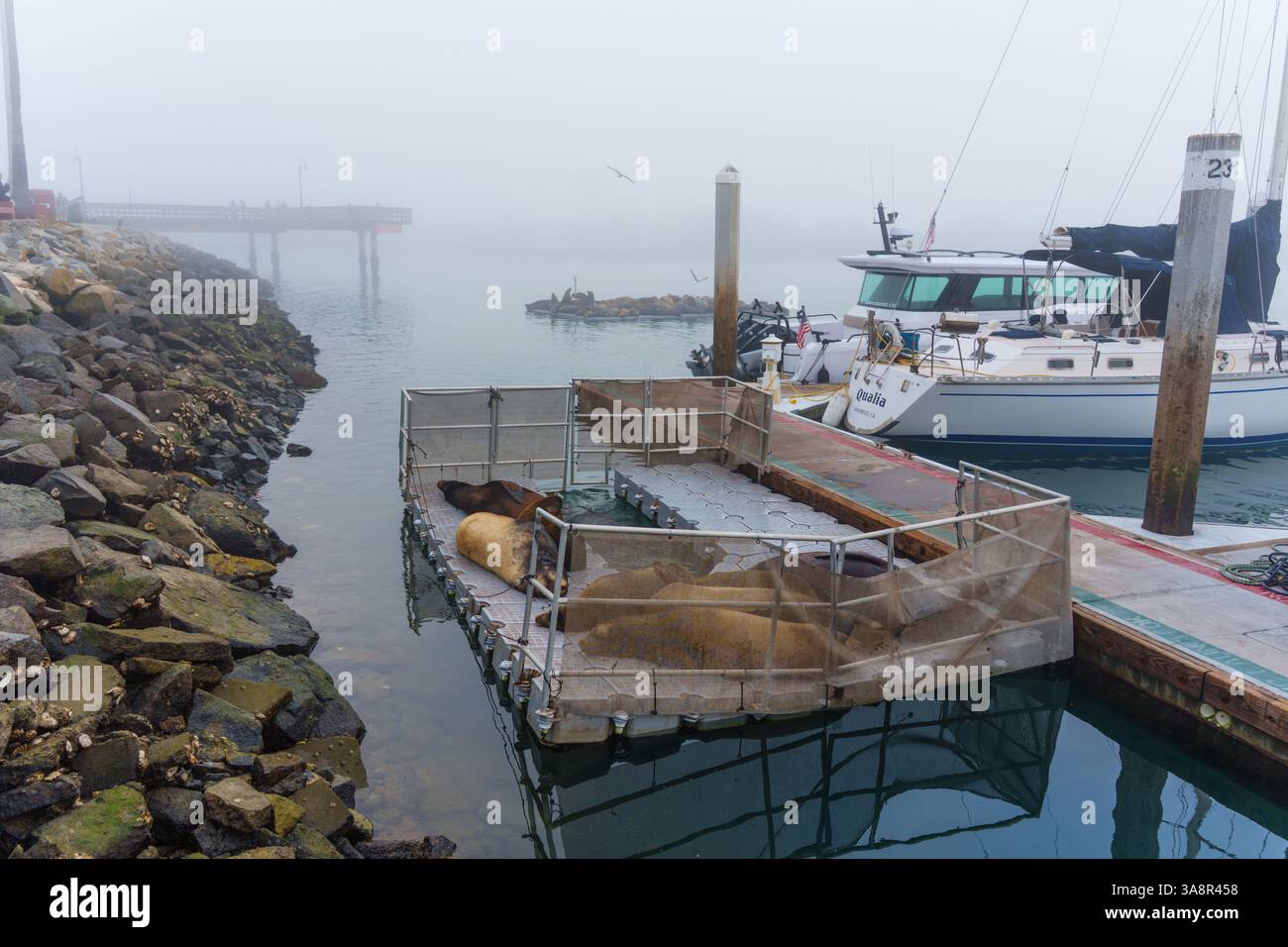 Oceanside, California - January 3, 2025: Serene scene of sea lions ...