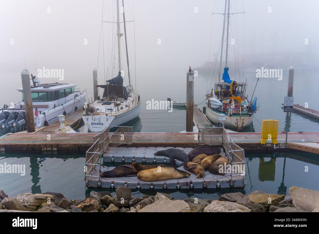 Oceanside, California - January 3, 2025: Group of sea lions lounging on ...