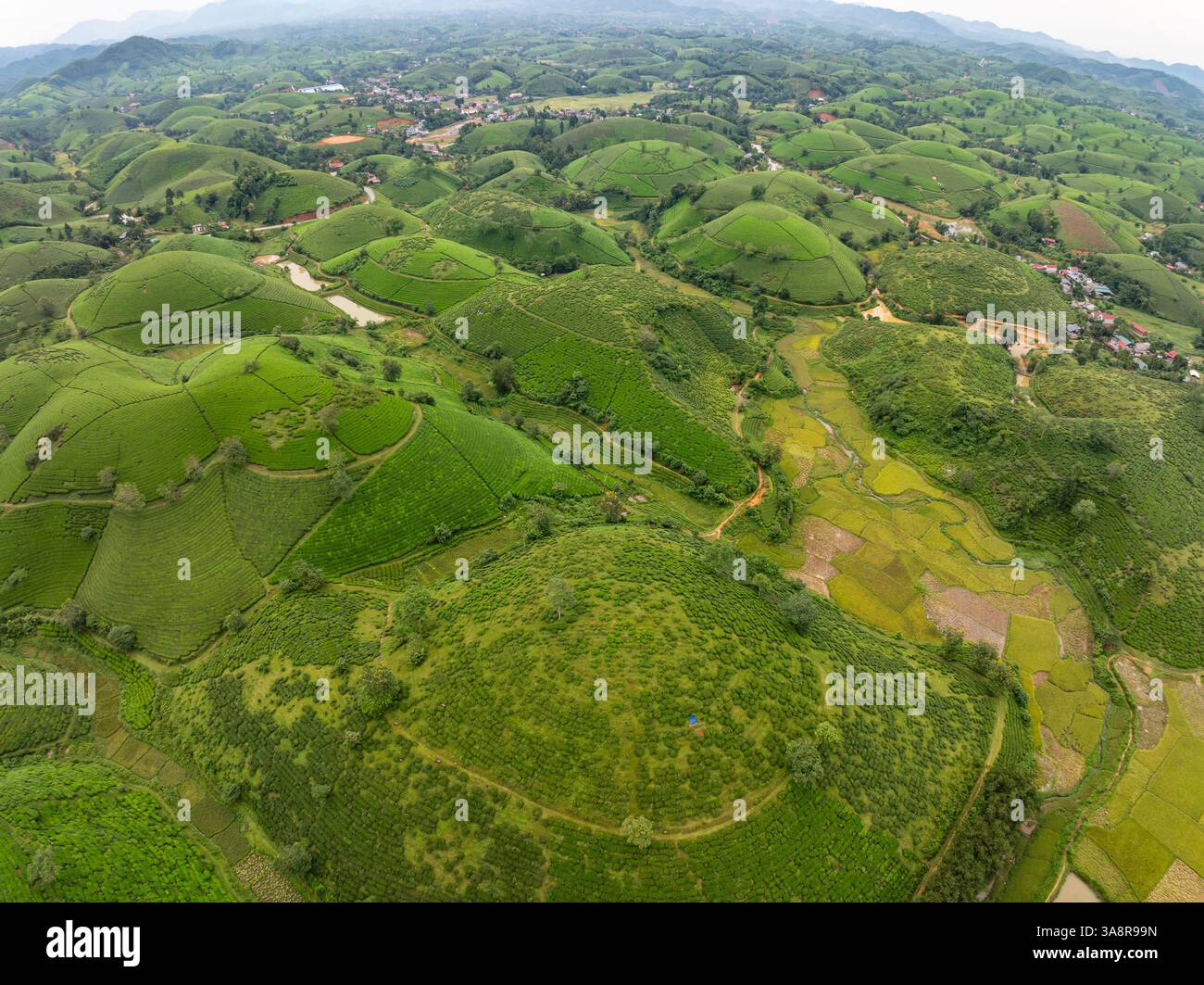 High angle view Rows of growing tea plantation at Long Coc mountains ...