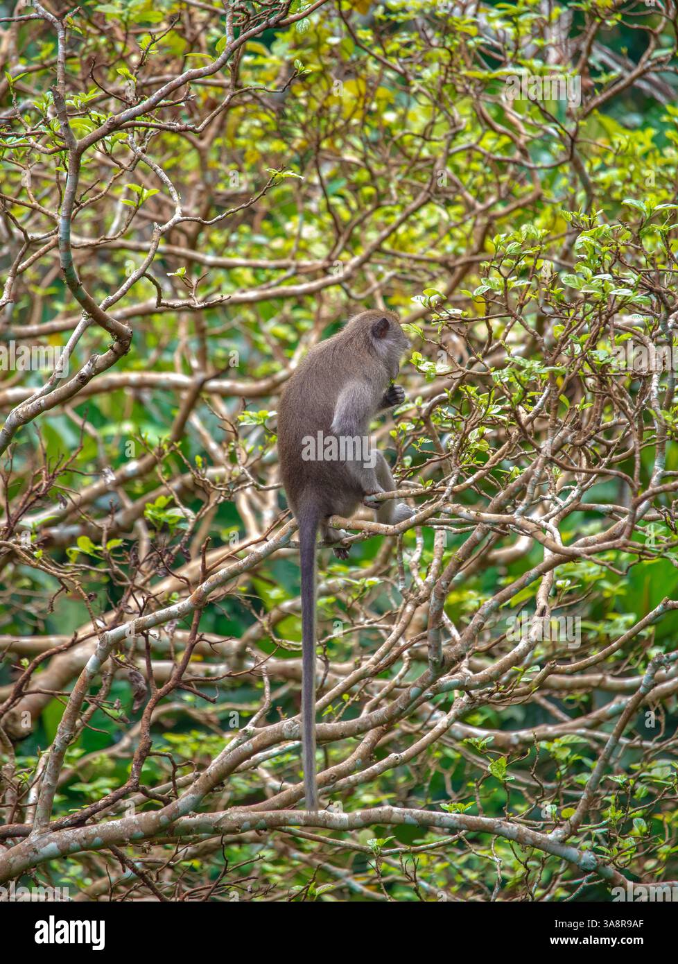 Monkeys enjoy the lush greenery in Bali's Monkey Forest during a sunny ...