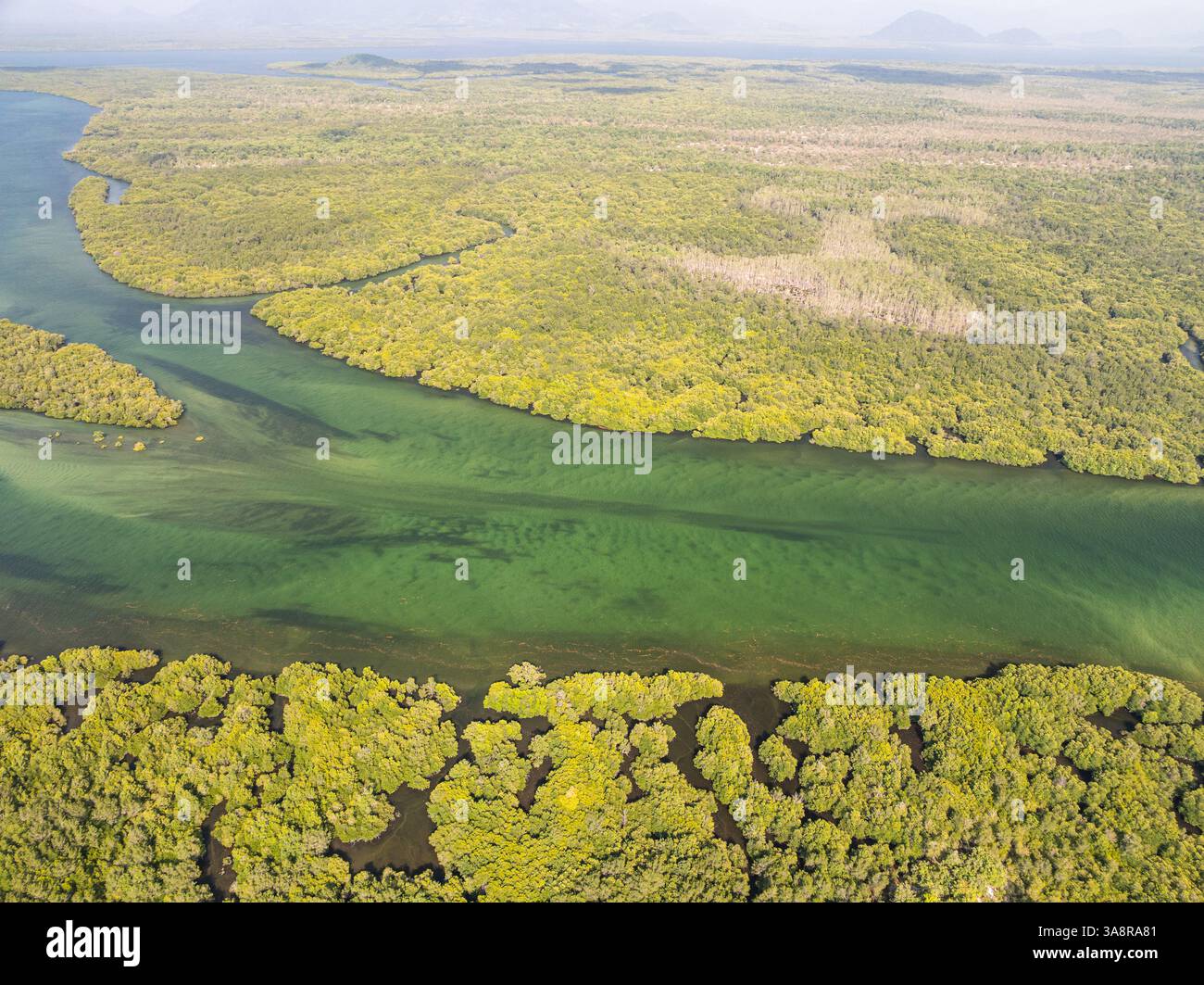 Amazing abundant mangrove forest,Aerial view of forest trees Rainforest ...