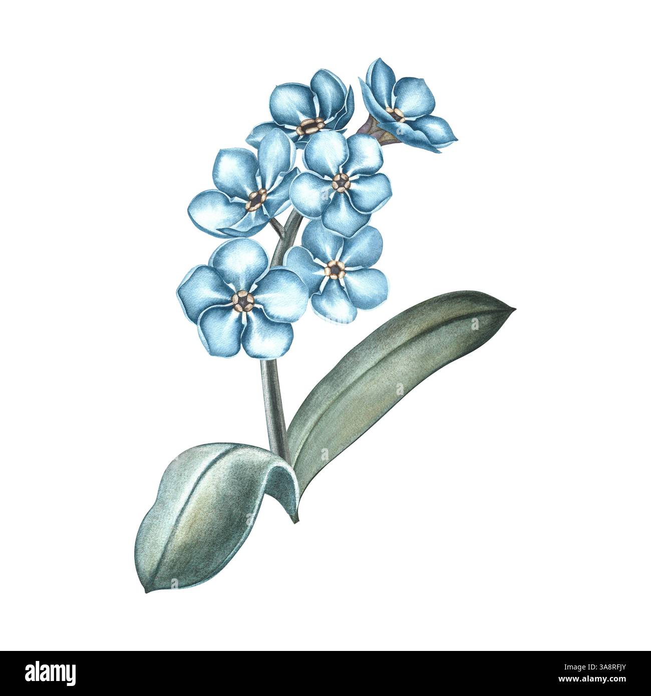 The forget-me-not flower. A hand-drawn watercolor illustration. The ...