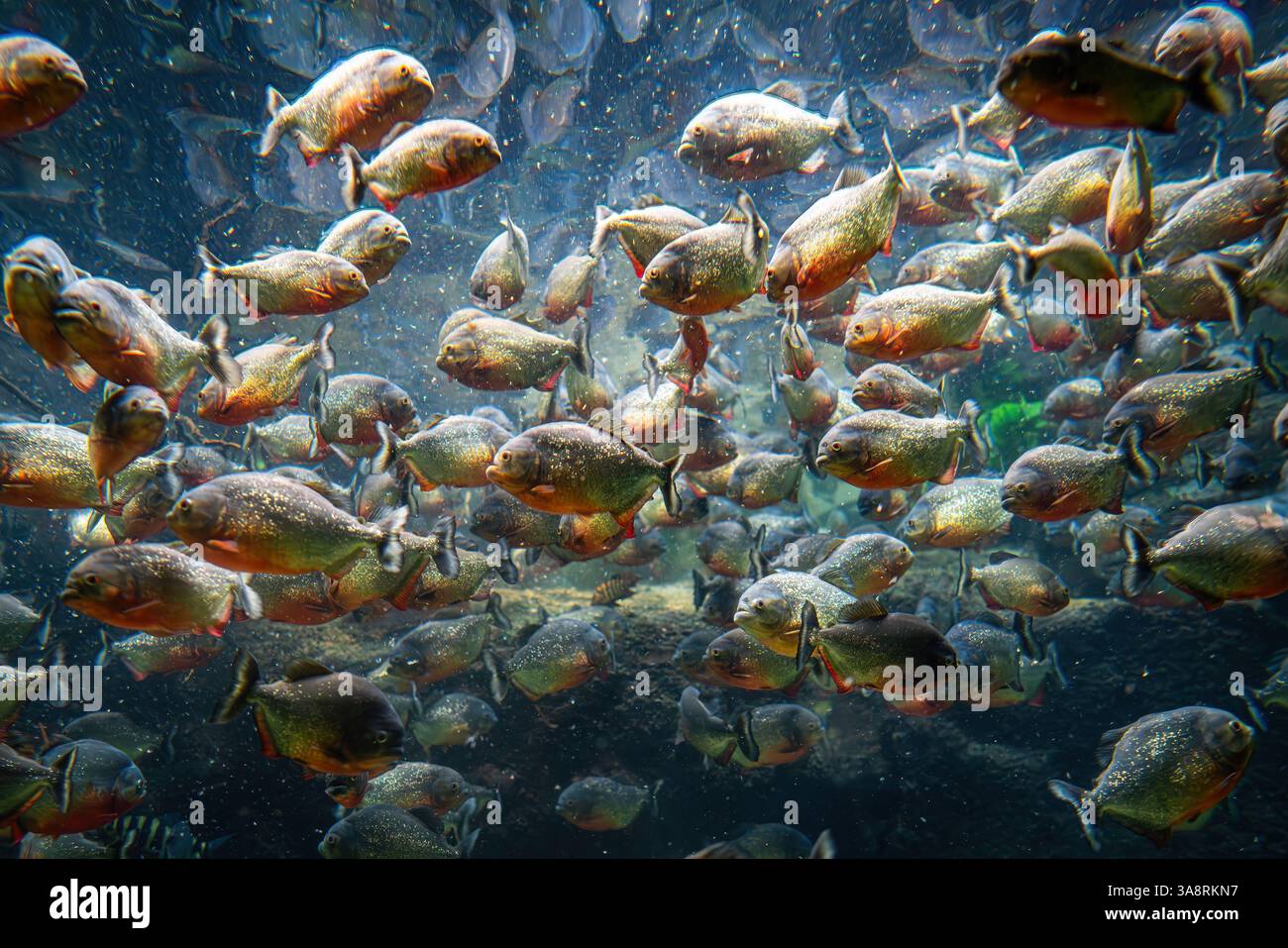 Red bellied piranha fish (Pygocentrus Nattereri) swimming in river ...