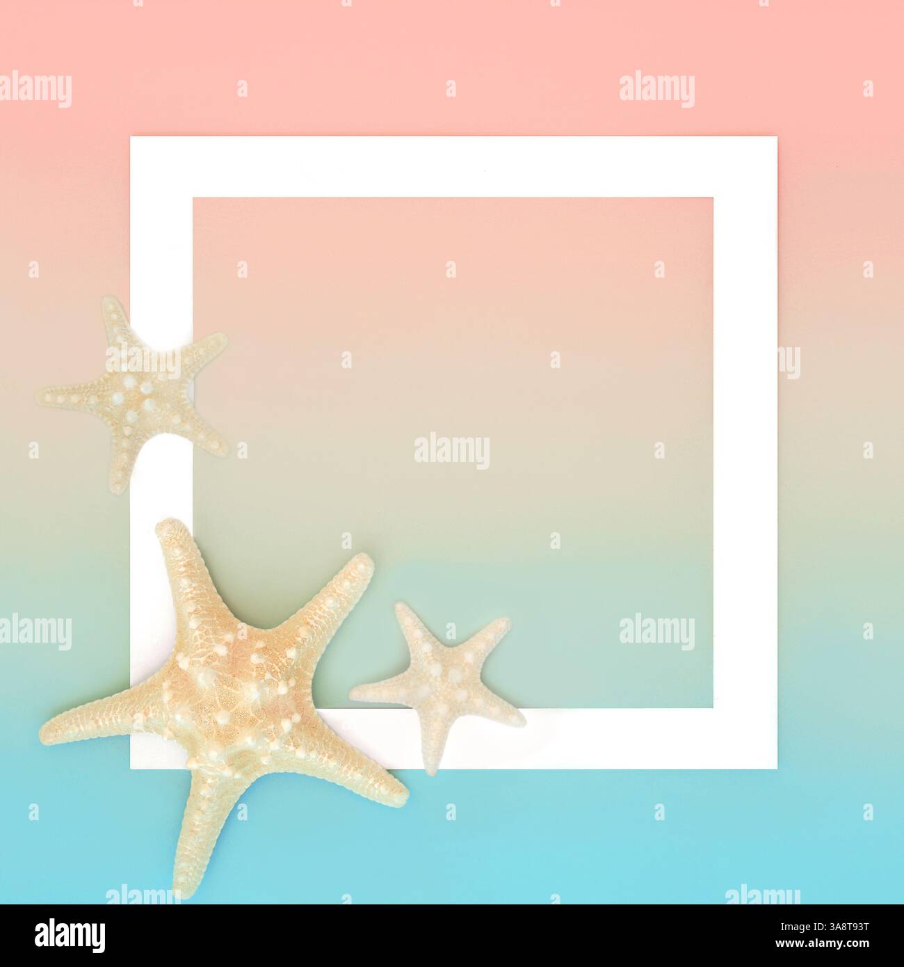 Starfish seashells abstract with white square frame on gradient pink ...