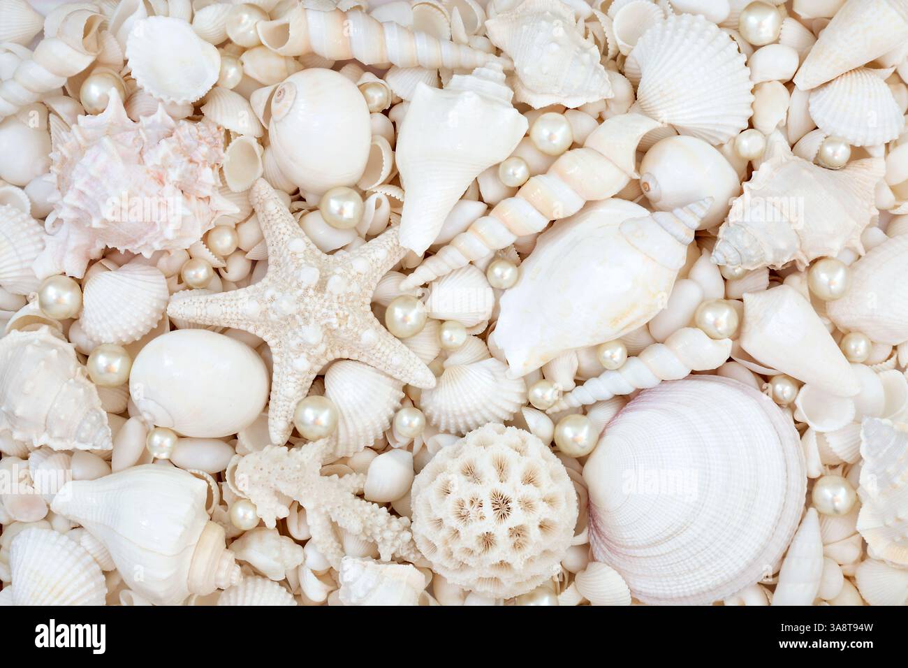 White seashells and oyster pearls background with large collection of ...