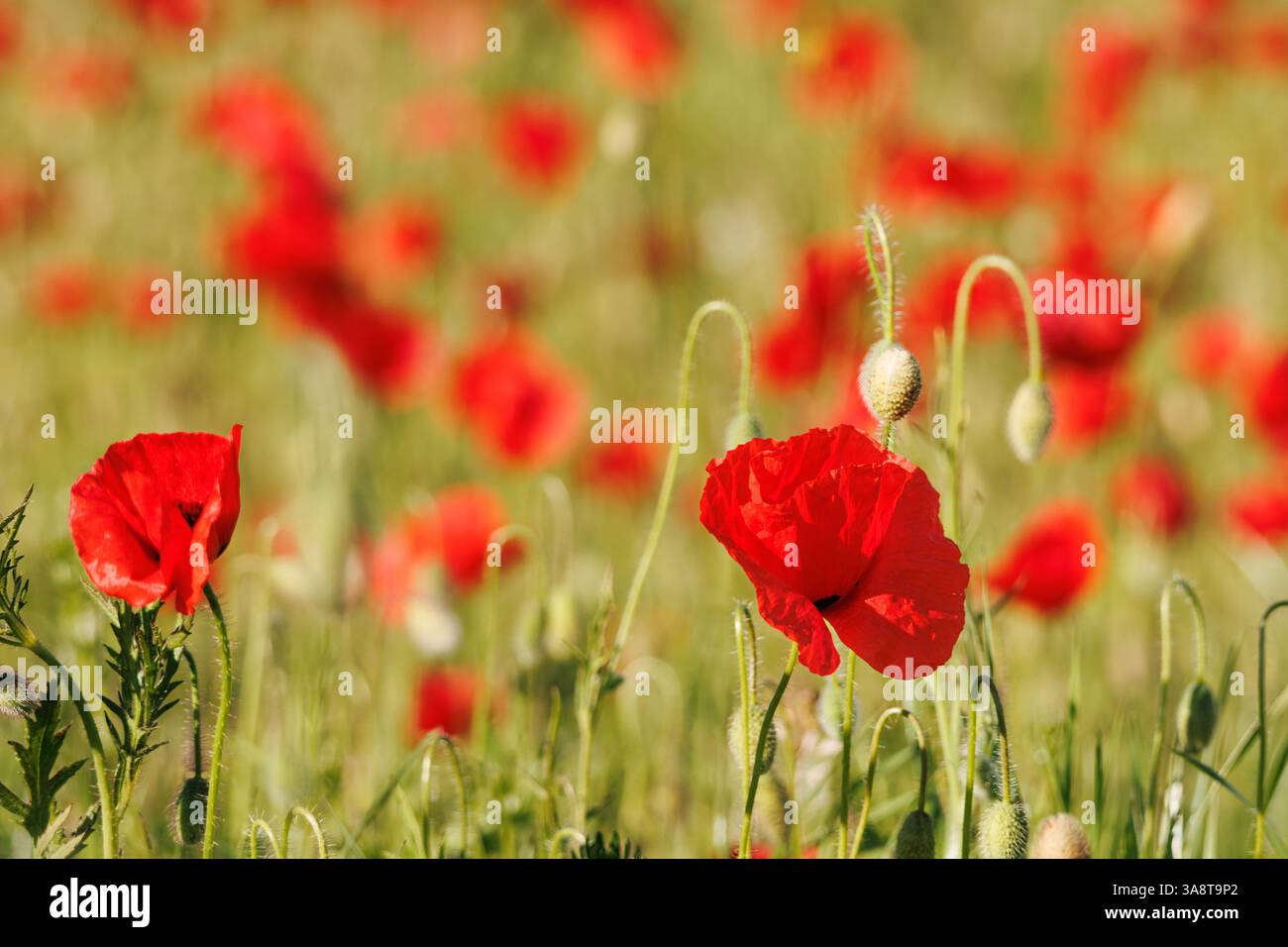 Poppies in spring with beautiful bokeh Stock Photo - Alamy