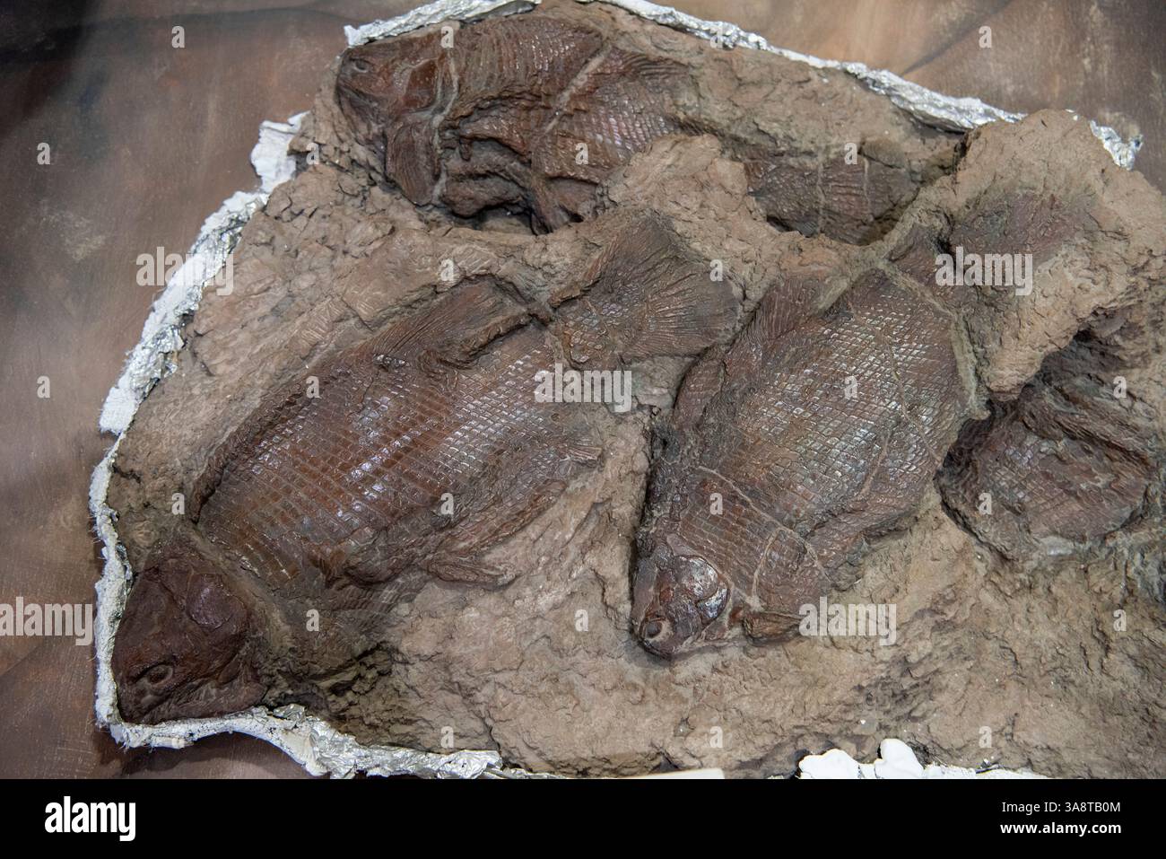 Fossil Bones at Dinosaur Museum of Phu Wiang at Amphoe Phu Wiang in Province of Khon Kaen in ...