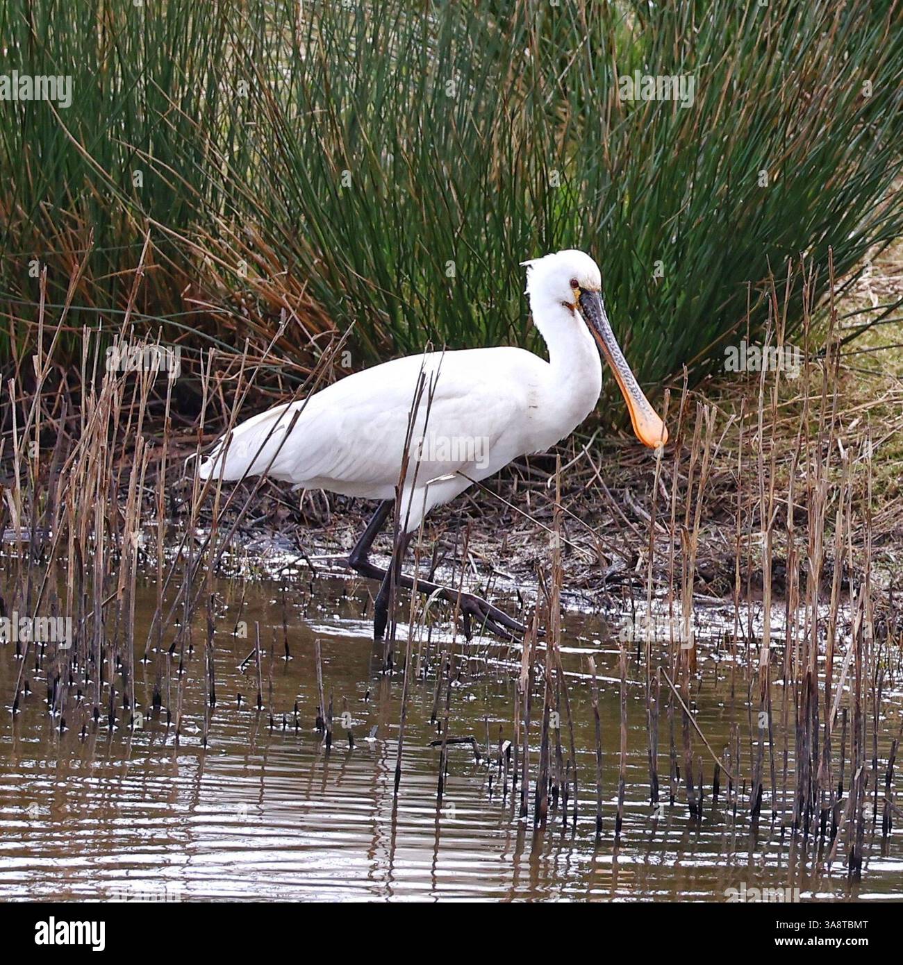 Topsham, Devon, UK. 29th Mar, 2025. Spoonbill at RSPB Bowling Green ...