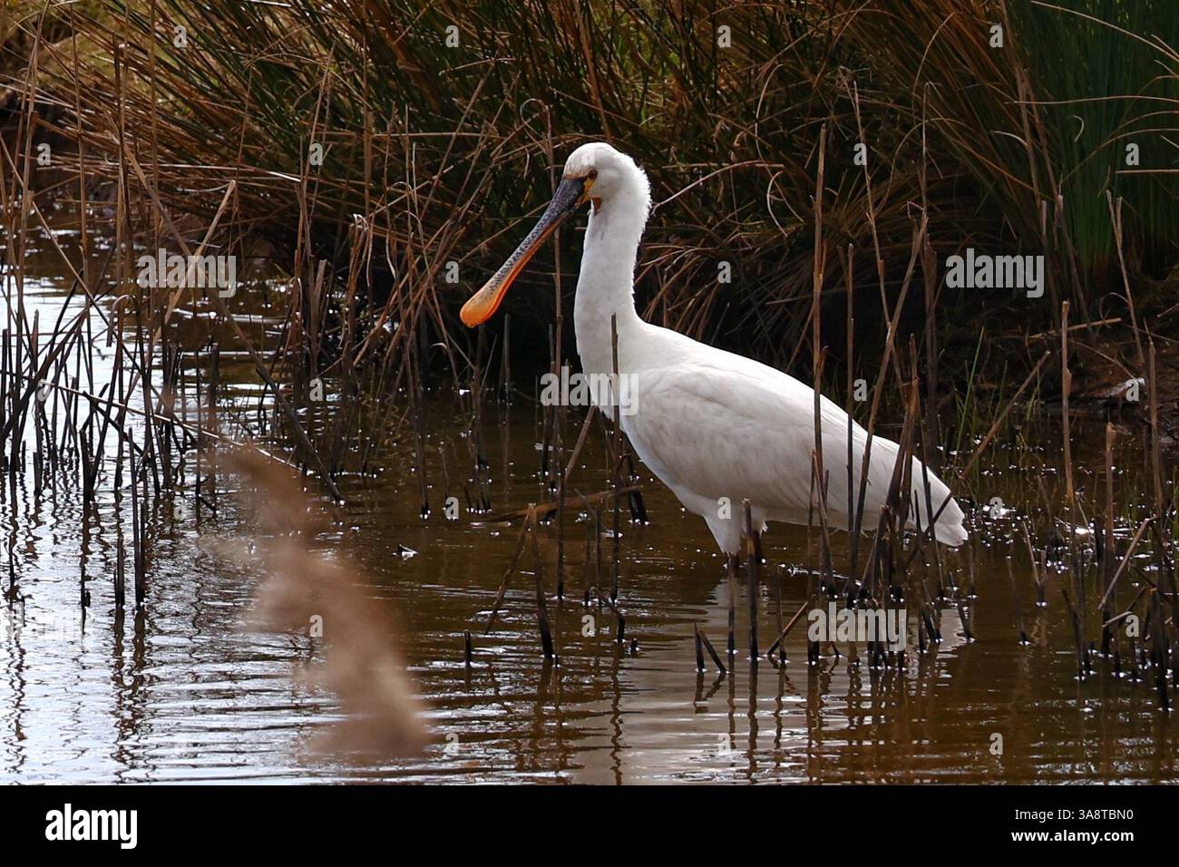 Topsham, Devon, UK. 29th Mar, 2025. Spoonbill at RSPB Bowling Green ...