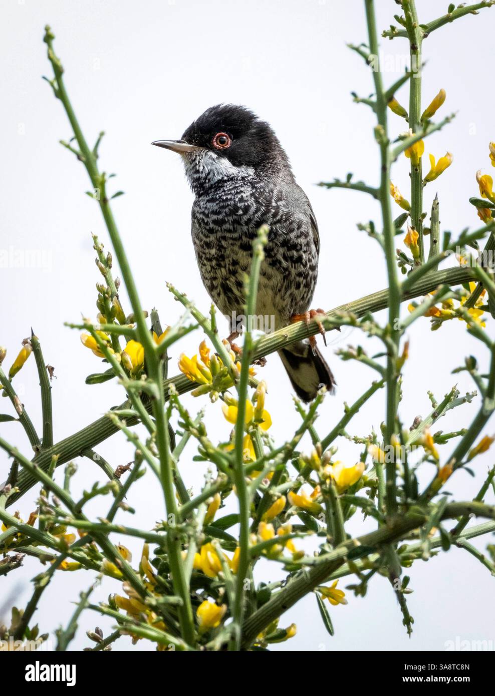 The Cyprus Warbler (Curruca melanothorax) is the national bird of ...