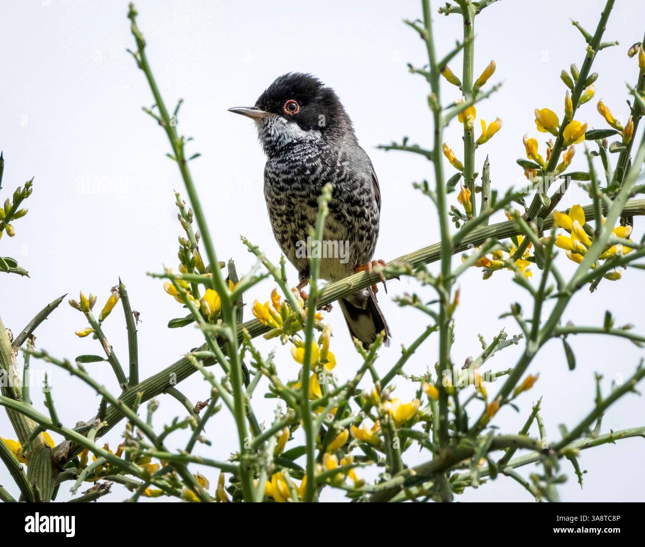 Iconic bird of cyprus hi-res stock photography and images - Alamy