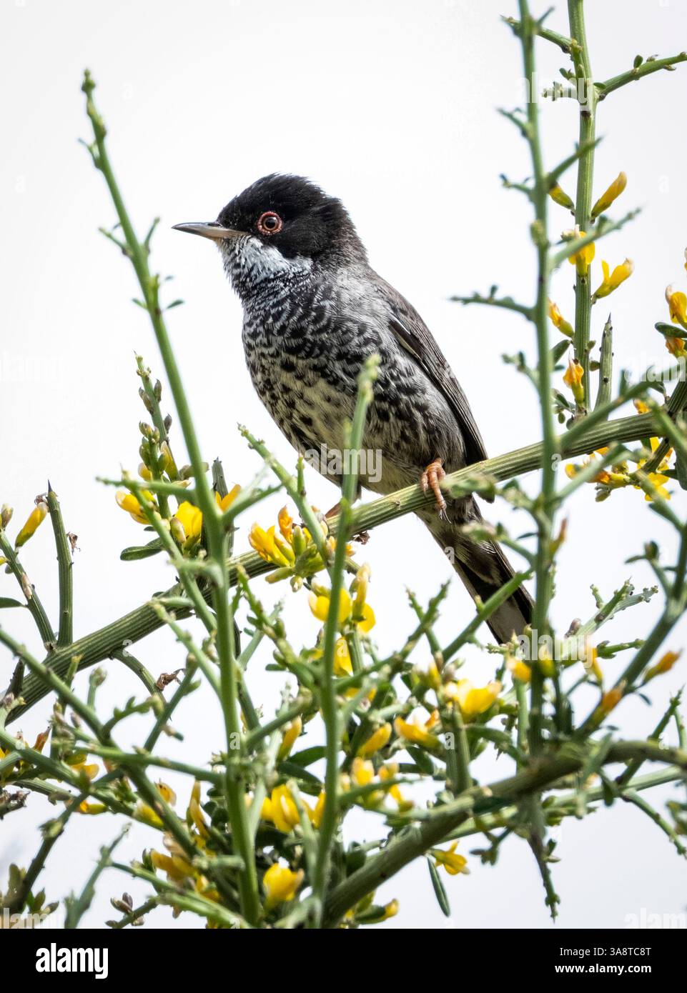 The Cyprus Warbler (Curruca melanothorax) is the national bird of ...