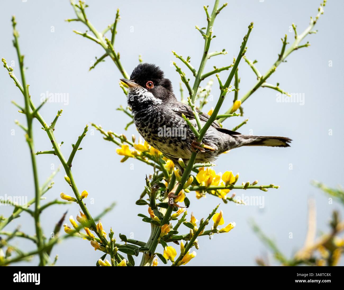 The Cyprus Warbler (Curruca melanothorax) is the national bird of ...