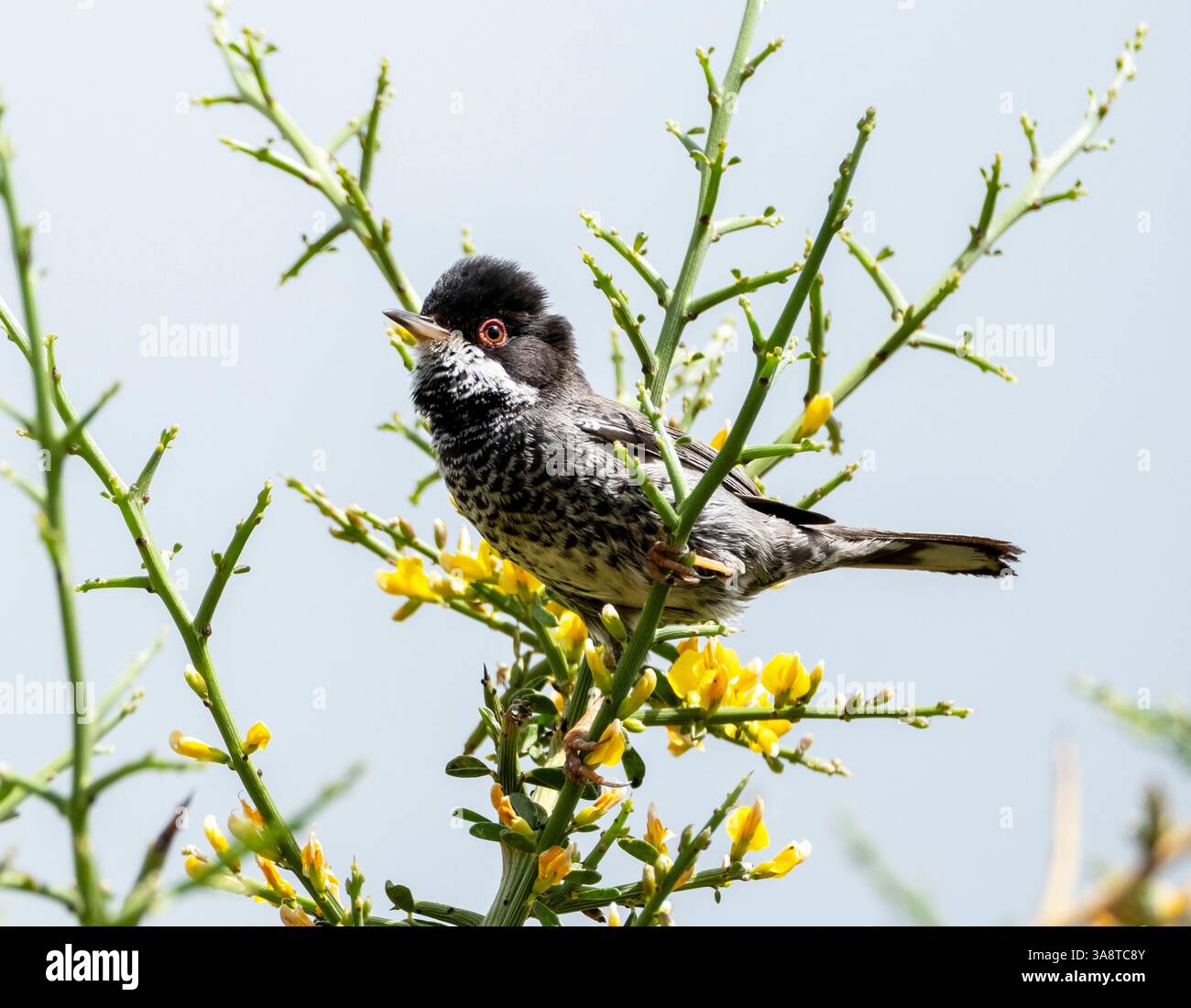 Curruca melanothorax perched hi-res stock photography and images - Alamy
