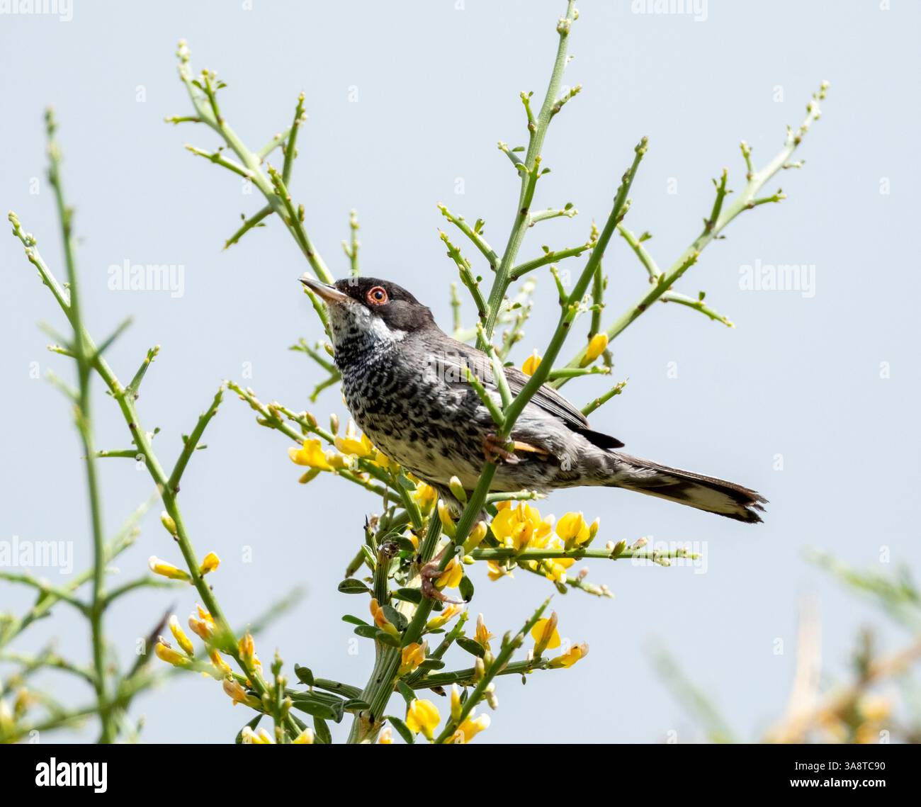 The Cyprus Warbler (Curruca melanothorax) is the national bird of ...