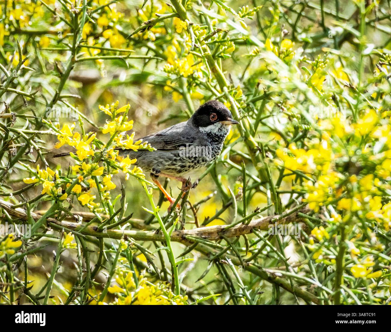 The Cyprus Warbler (Curruca melanothorax) is the national bird of ...