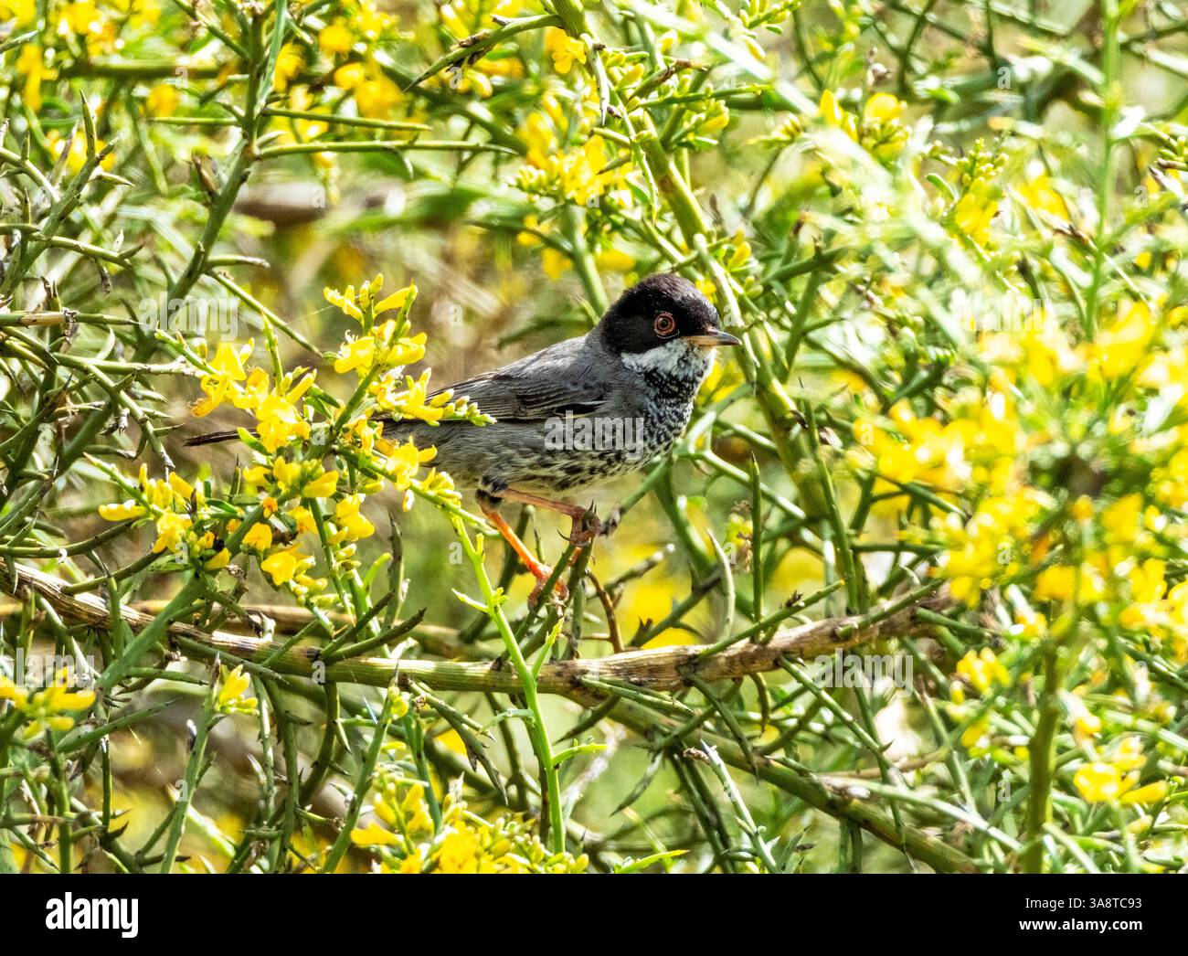 Curruca melanothorax natural habitat hi-res stock photography and ...