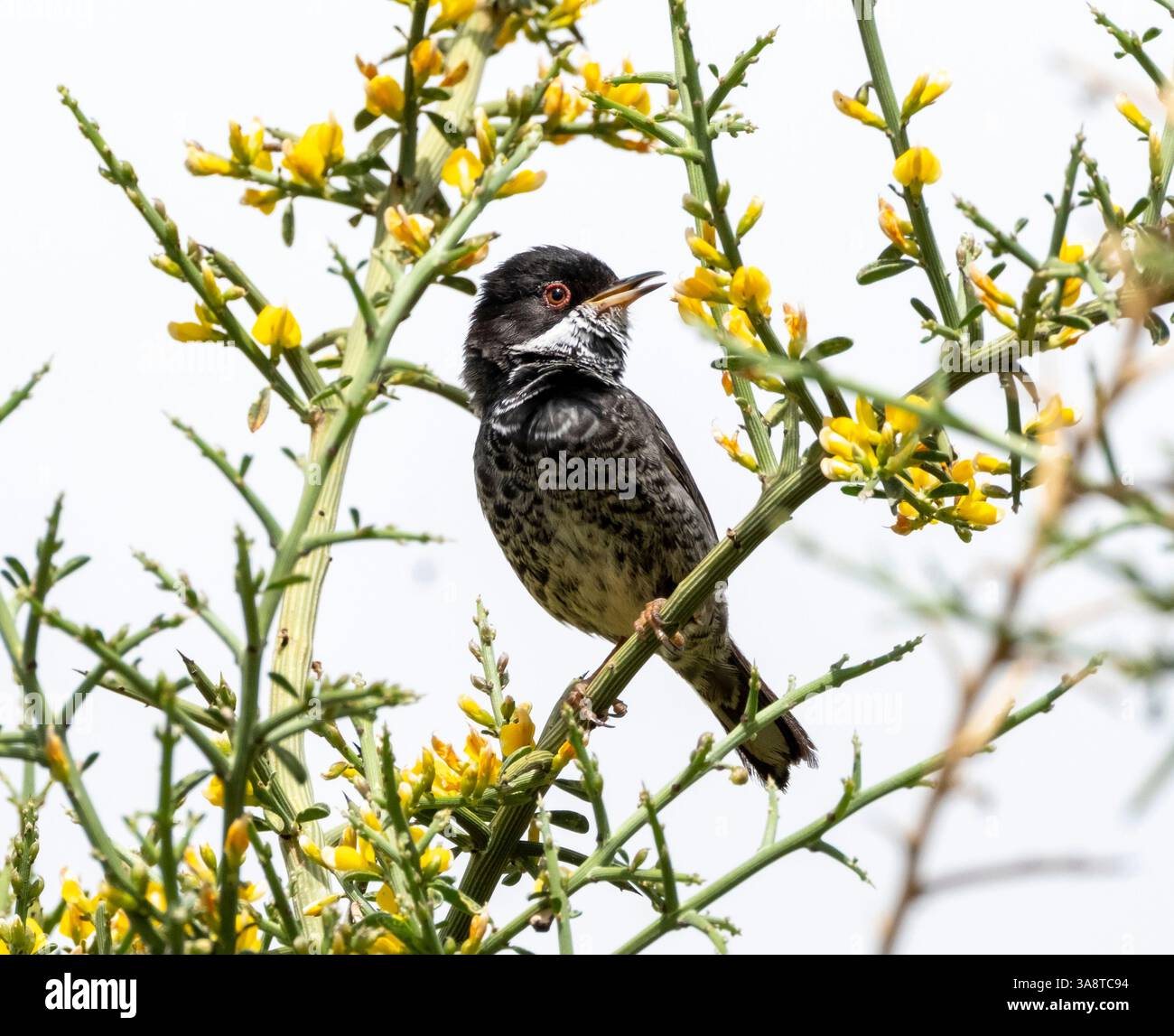The Cyprus Warbler (Curruca melanothorax) is the national bird of ...