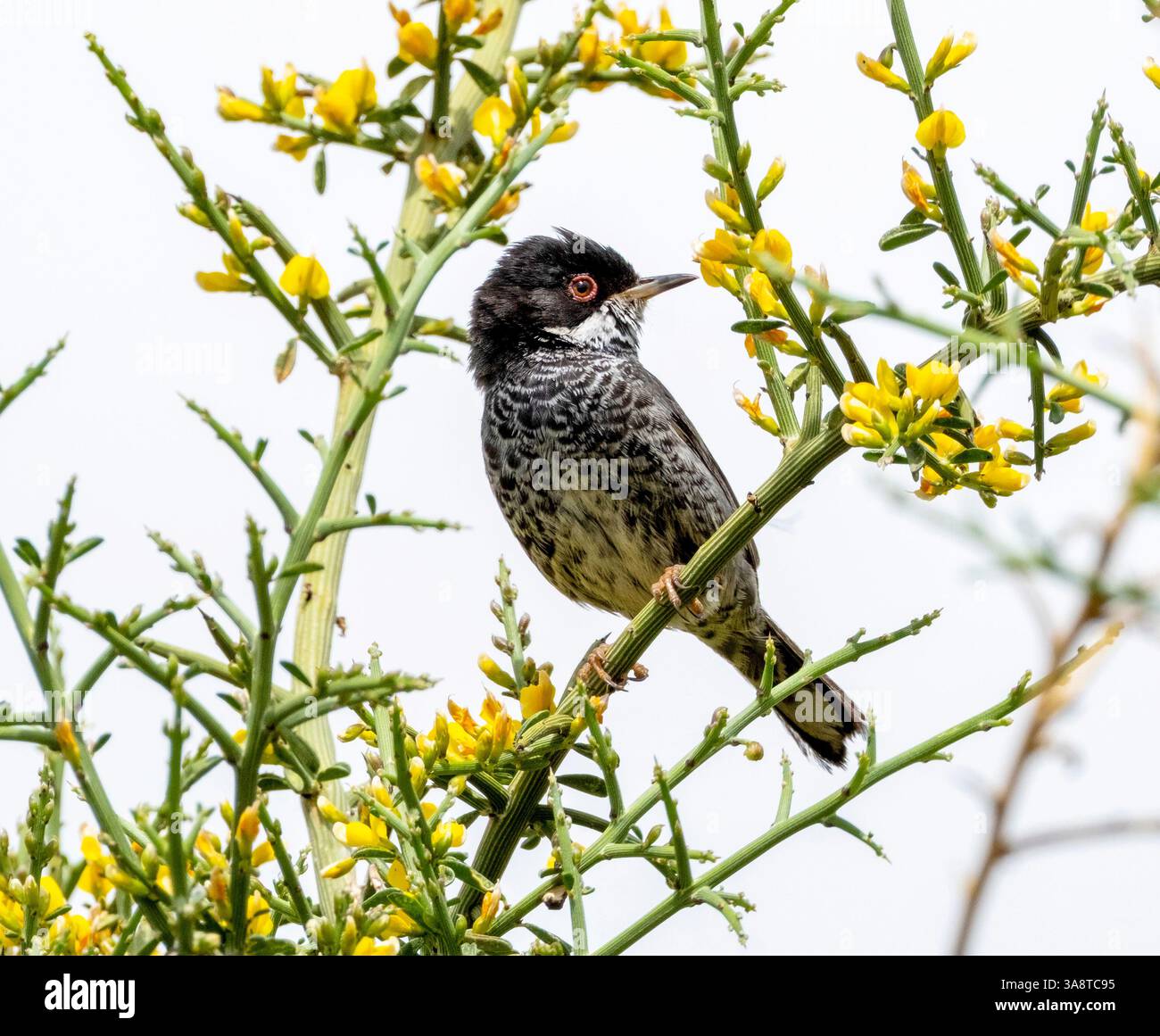The Cyprus Warbler (Curruca melanothorax) is the national bird of ...