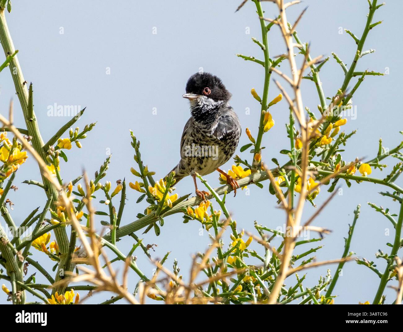 The Cyprus Warbler (Curruca melanothorax) is the national bird of ...