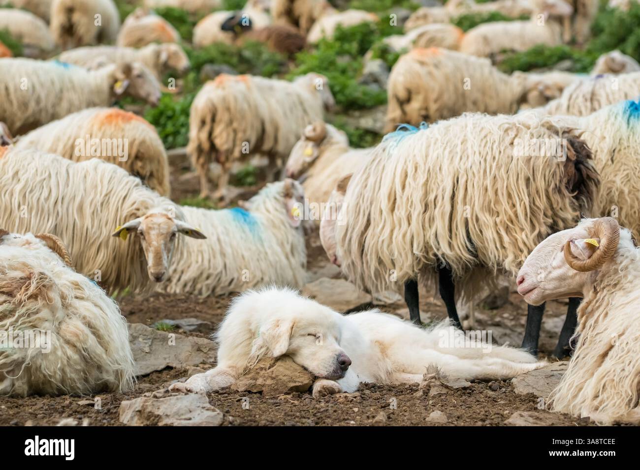 Beautiful anatolian shepherd dog hi-res stock photography and images ...