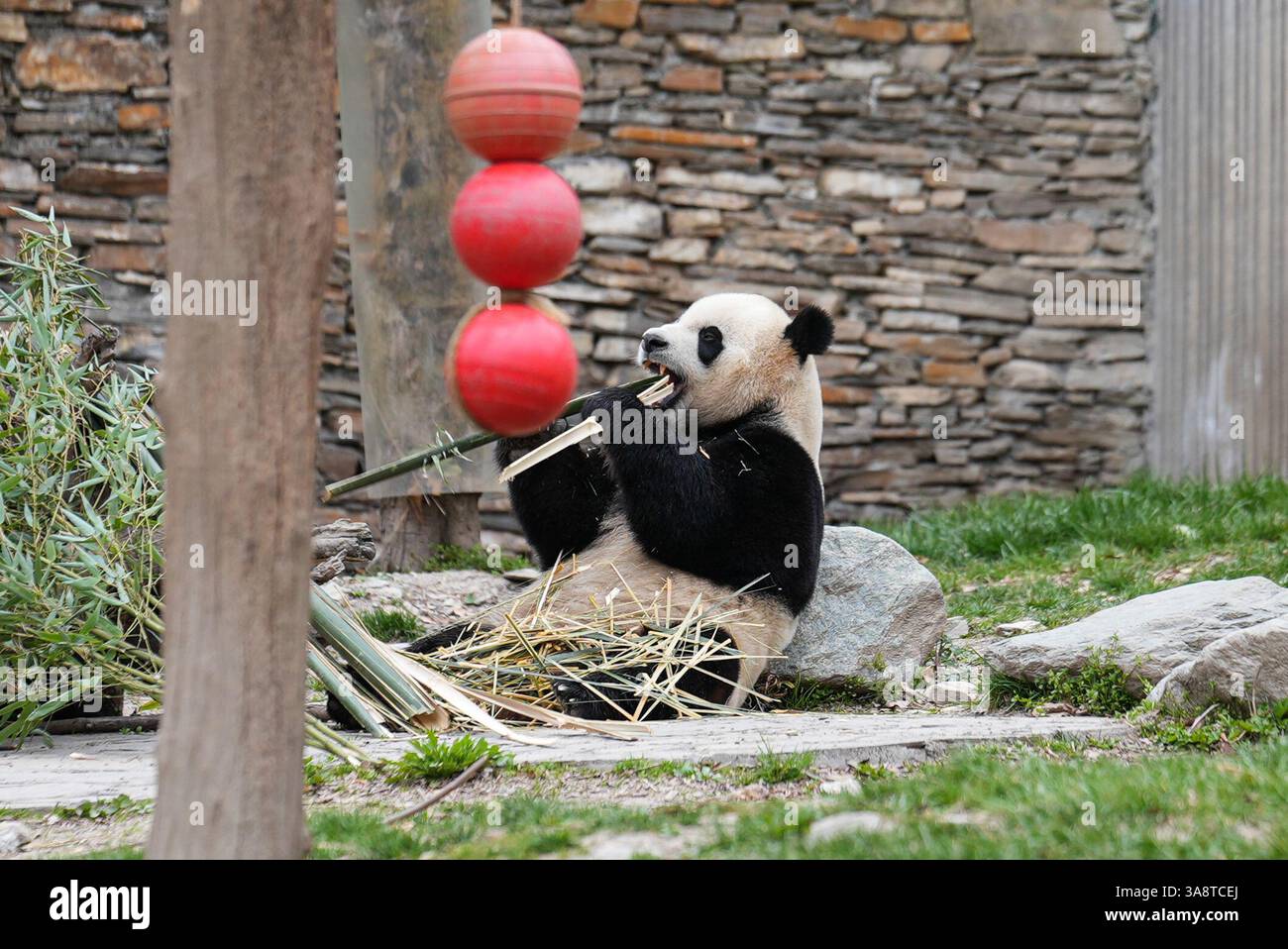 Chengdu. 28th Mar, 2025. Giant panda Xiao Qi Ji eats bamboos at the ...