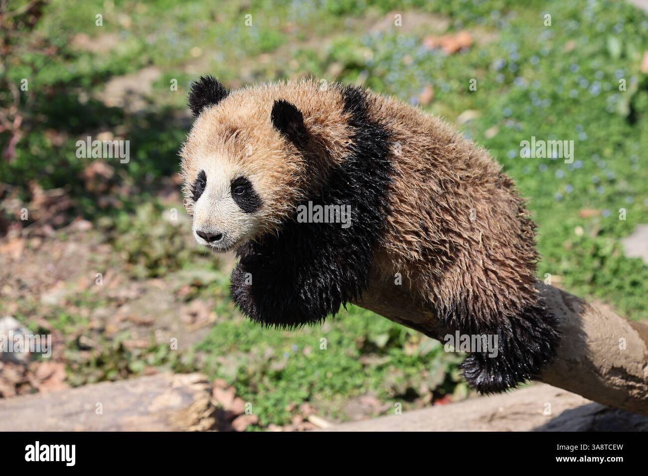 Chengdu. 27th Mar, 2025. A giant panda cub has fun on a tree at the Shenshuping giant panda base ...