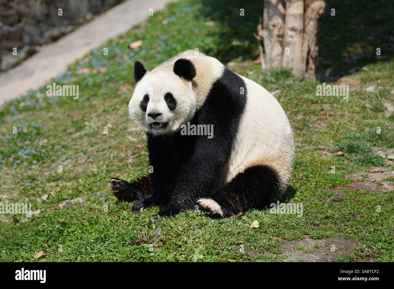 Chengdu. 27th Mar, 2025. Giant panda Nuo Mi rests at the Shenshuping giant panda base of Wolong ...