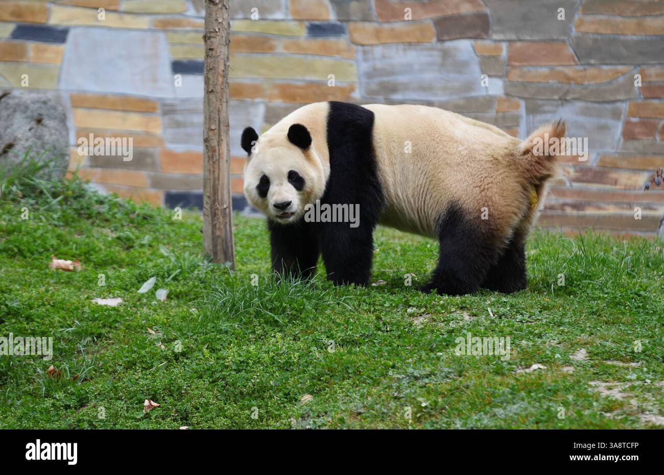Chengdu. 28th Mar, 2025. Giant panda Fu Bao has fun at the Shenshuping ...