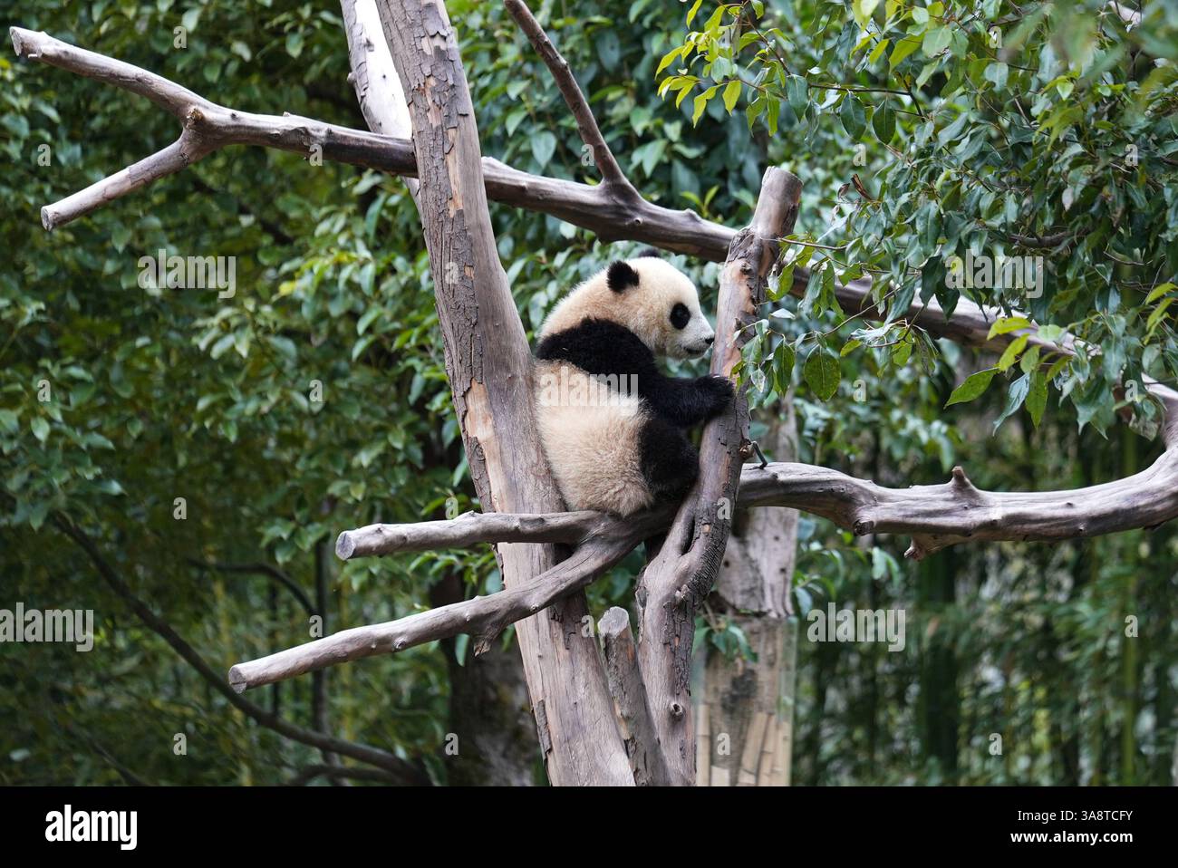 Chengdu. 28th Mar, 2025. A giant panda cub rests on a tree at the Shenshuping giant panda base ...