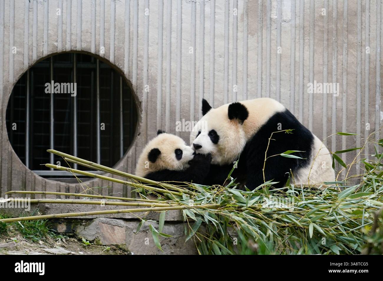 (250329) -- CHENGDU, March 29, 2025 (Xinhua) -- Giant panda Can Can has fun with its cub at the ...