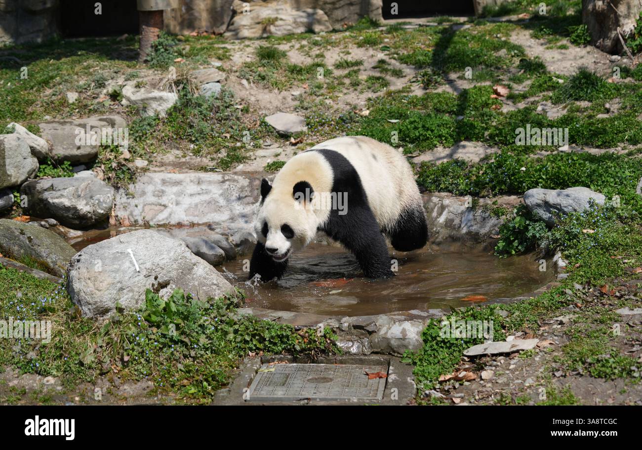 Chengdu. 27th Mar, 2025. Giant panda Nuo Mi has fun at the Shenshuping ...