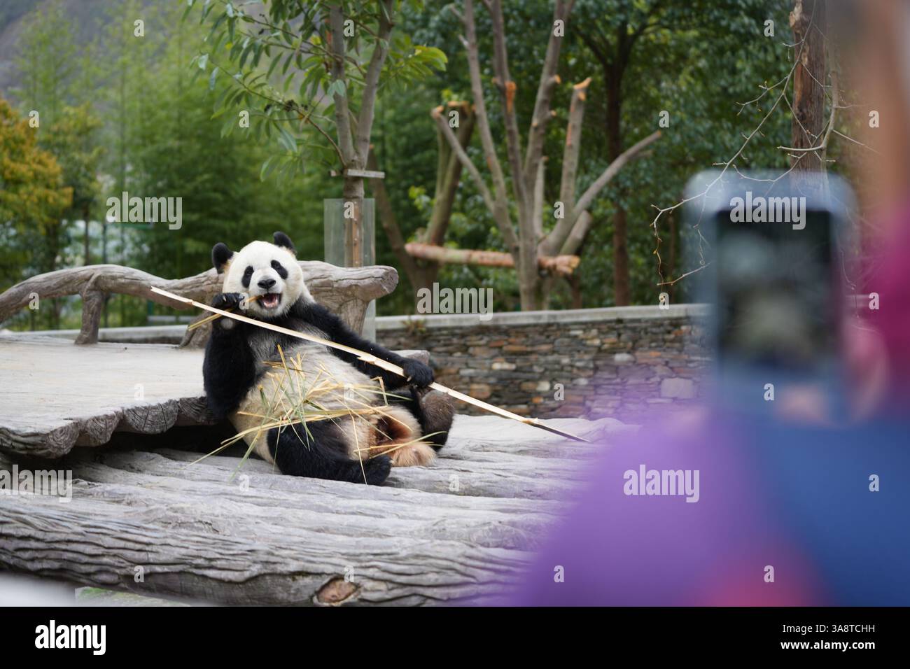Chengdu. 28th Mar, 2025. A visitor takes photos of giant panda Ling ...