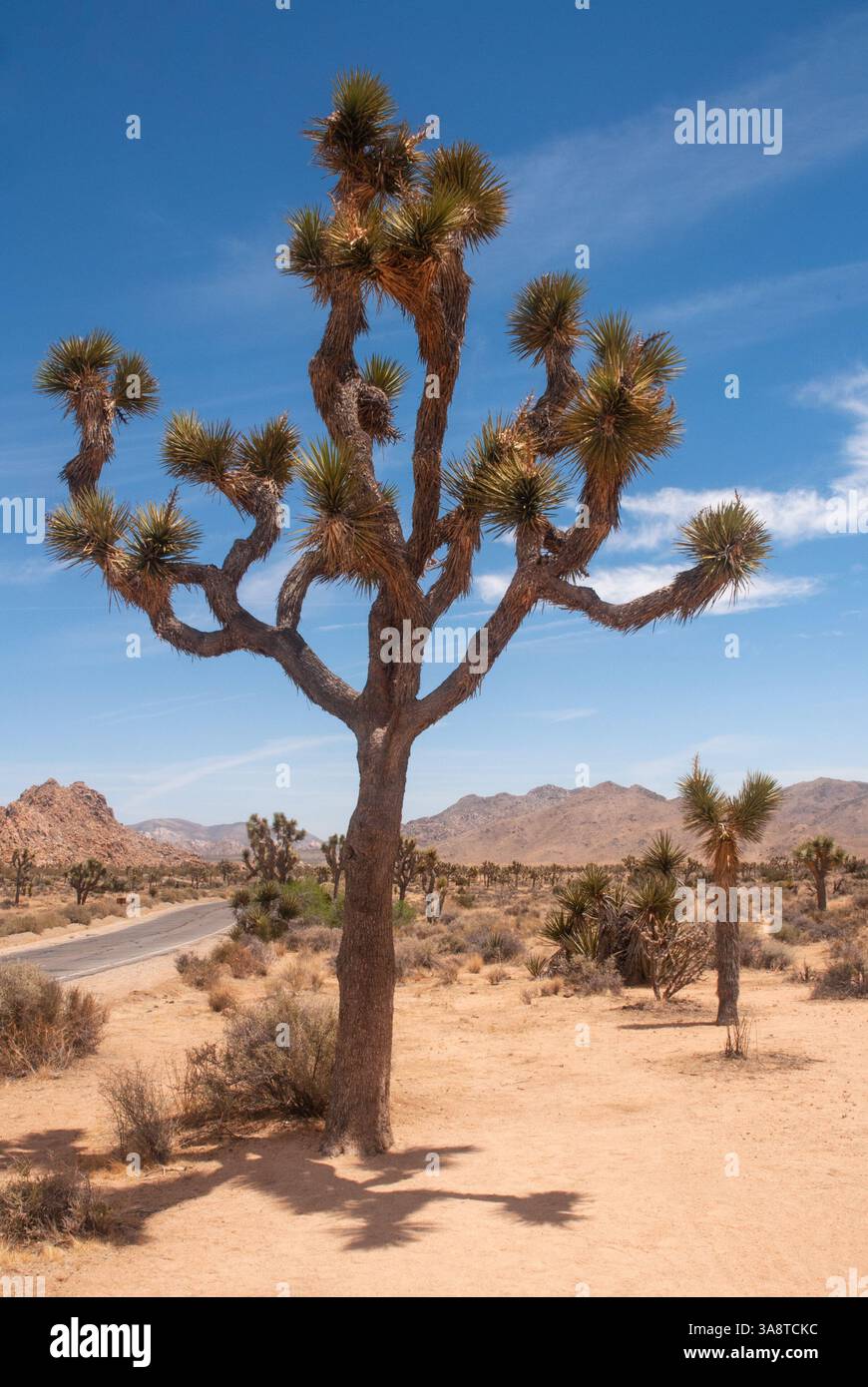 Joshua trees iconic plants hi-res stock photography and images - Alamy