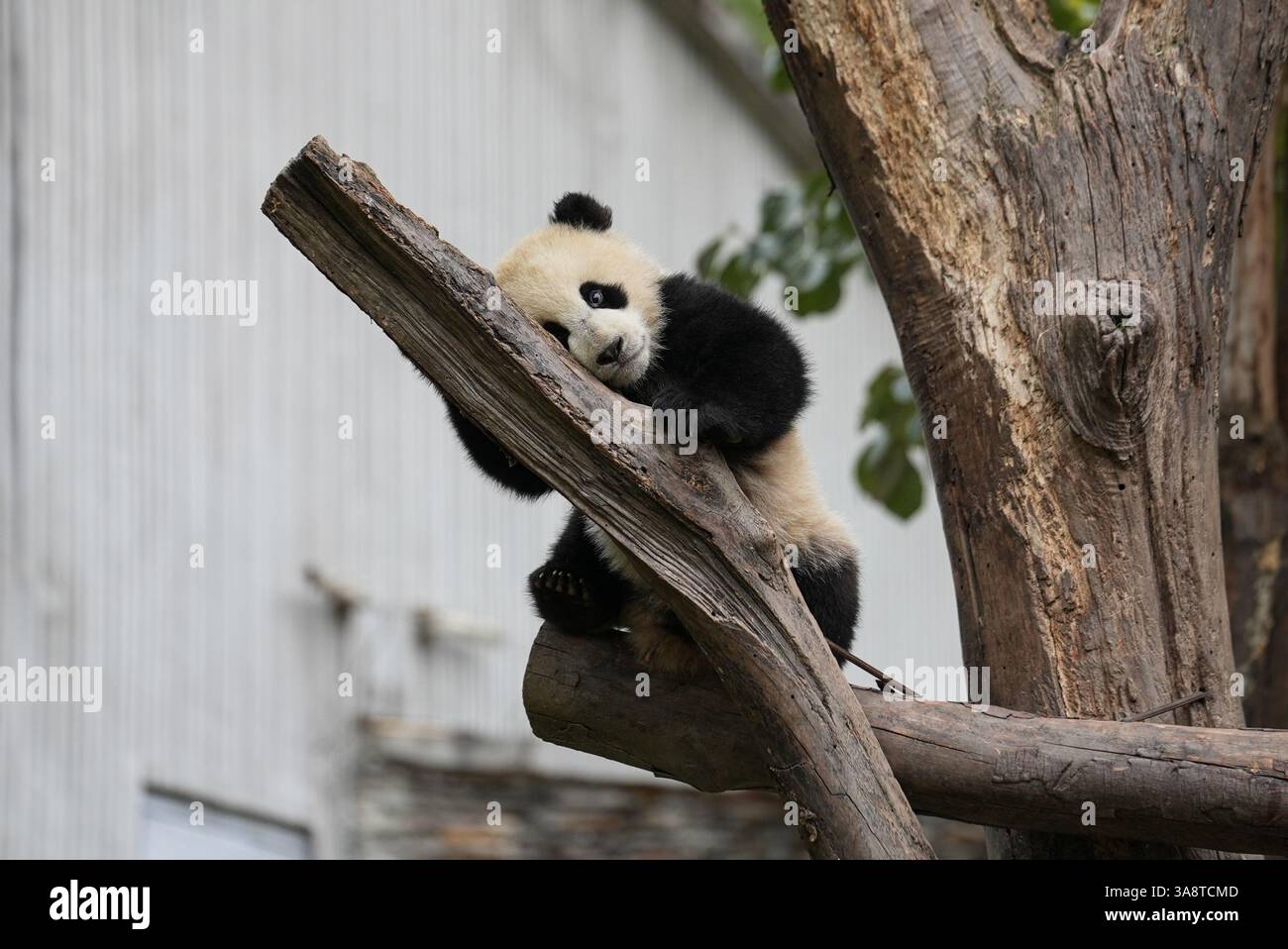 Chengdu. 28th Mar, 2025. A giant panda cub has fun on a tree at the Shenshuping giant panda base ...
