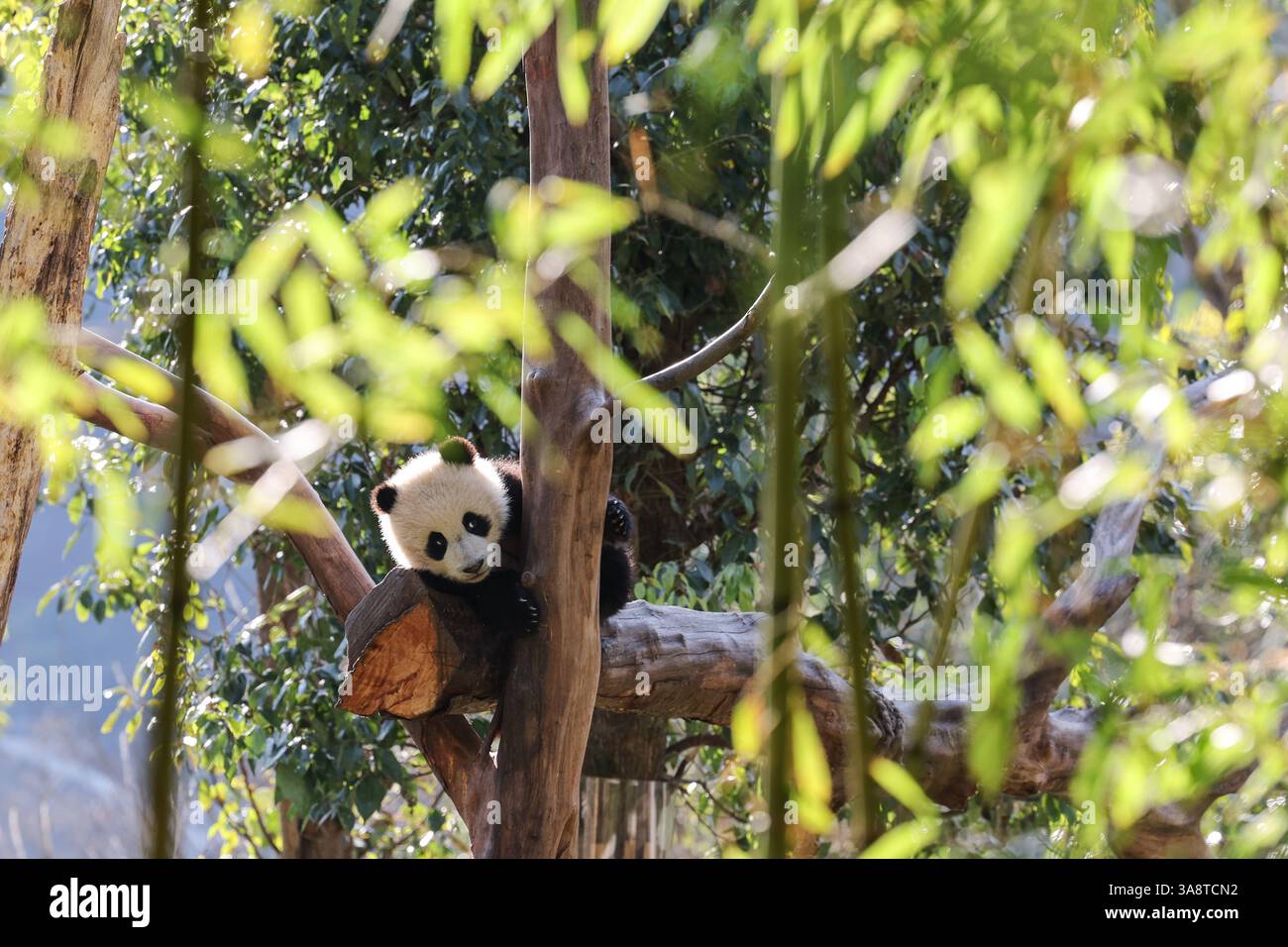 Chengdu. 27th Mar, 2025. A giant panda cub has fun on a tree at the Shenshuping giant panda base ...