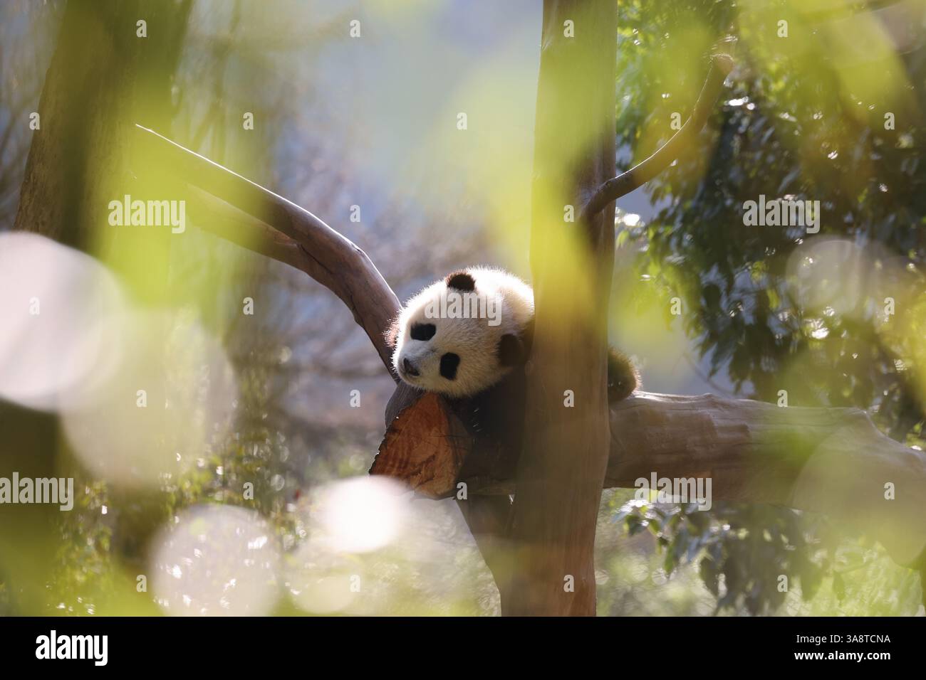 Chengdu. 27th Mar, 2025. A giant panda cub rests on a tree at the Shenshuping giant panda base ...