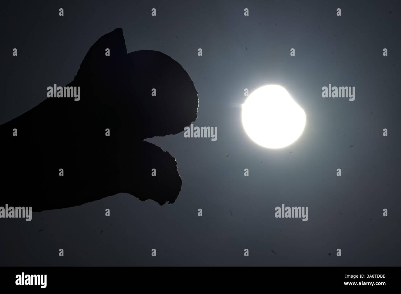 Partial solar eclipse seen from the Municipal Cemetery of San Amaro, on ...