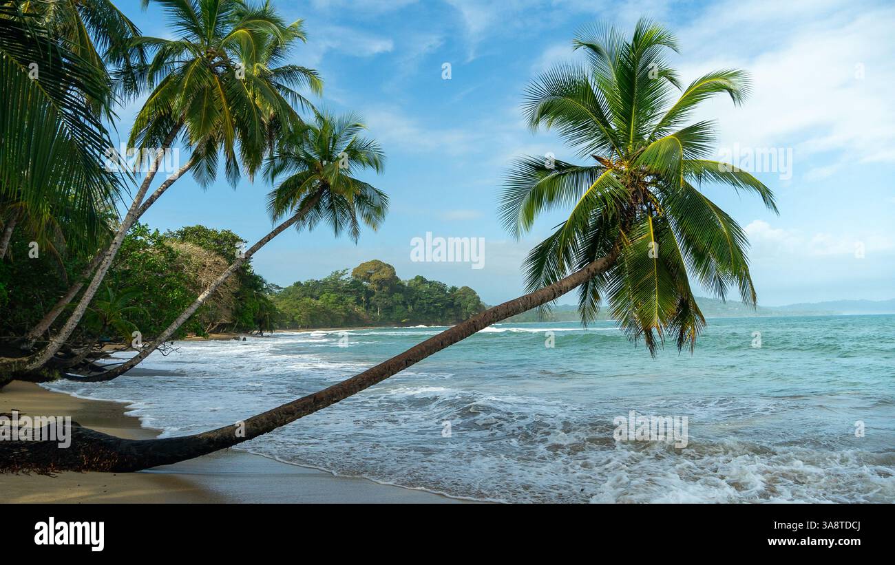 Palm trees leaning towards the sea on a beach in Costa Rica Stock Photo ...