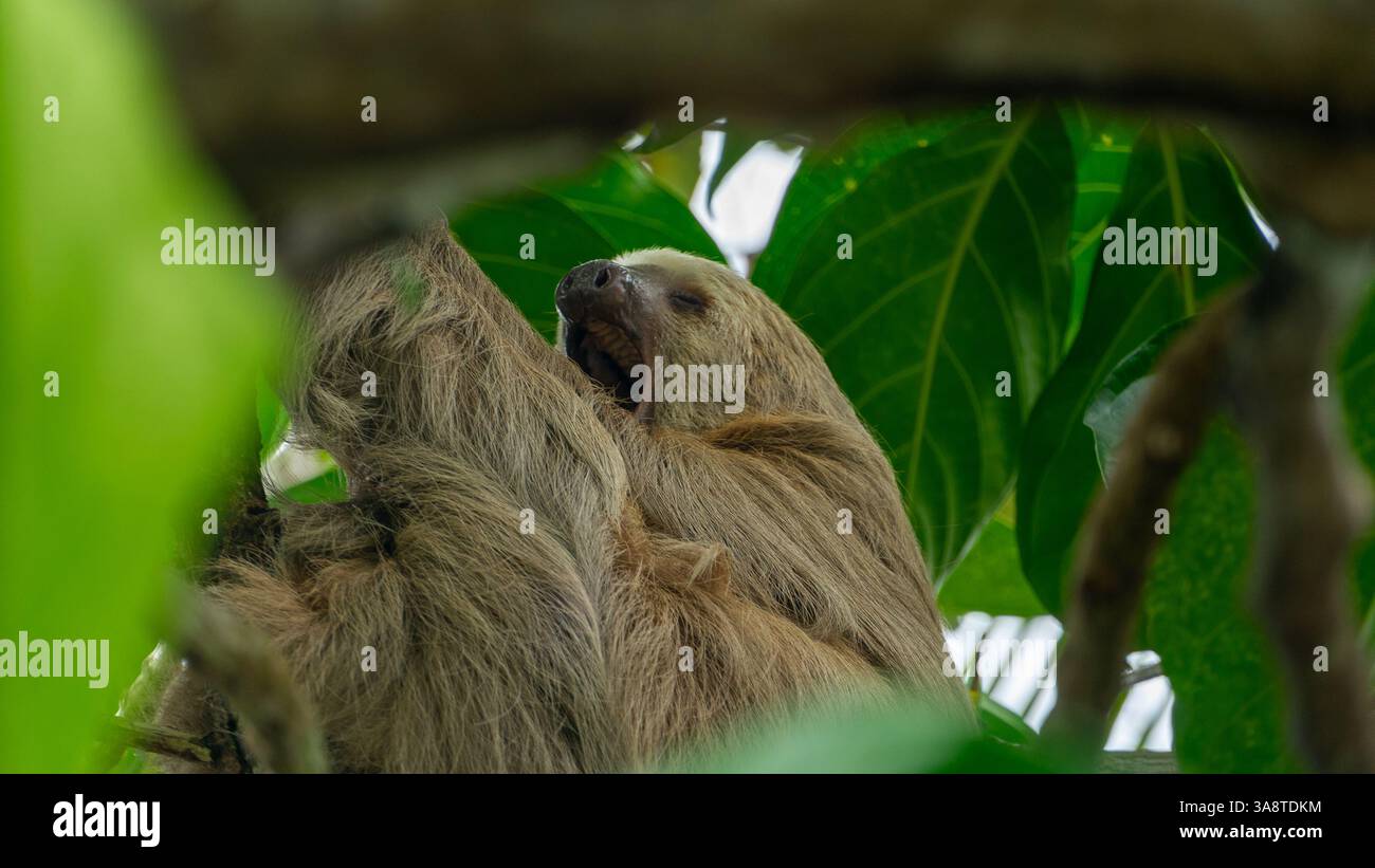 Three toed sloth claw bradypus variegatus hi-res stock photography and ...