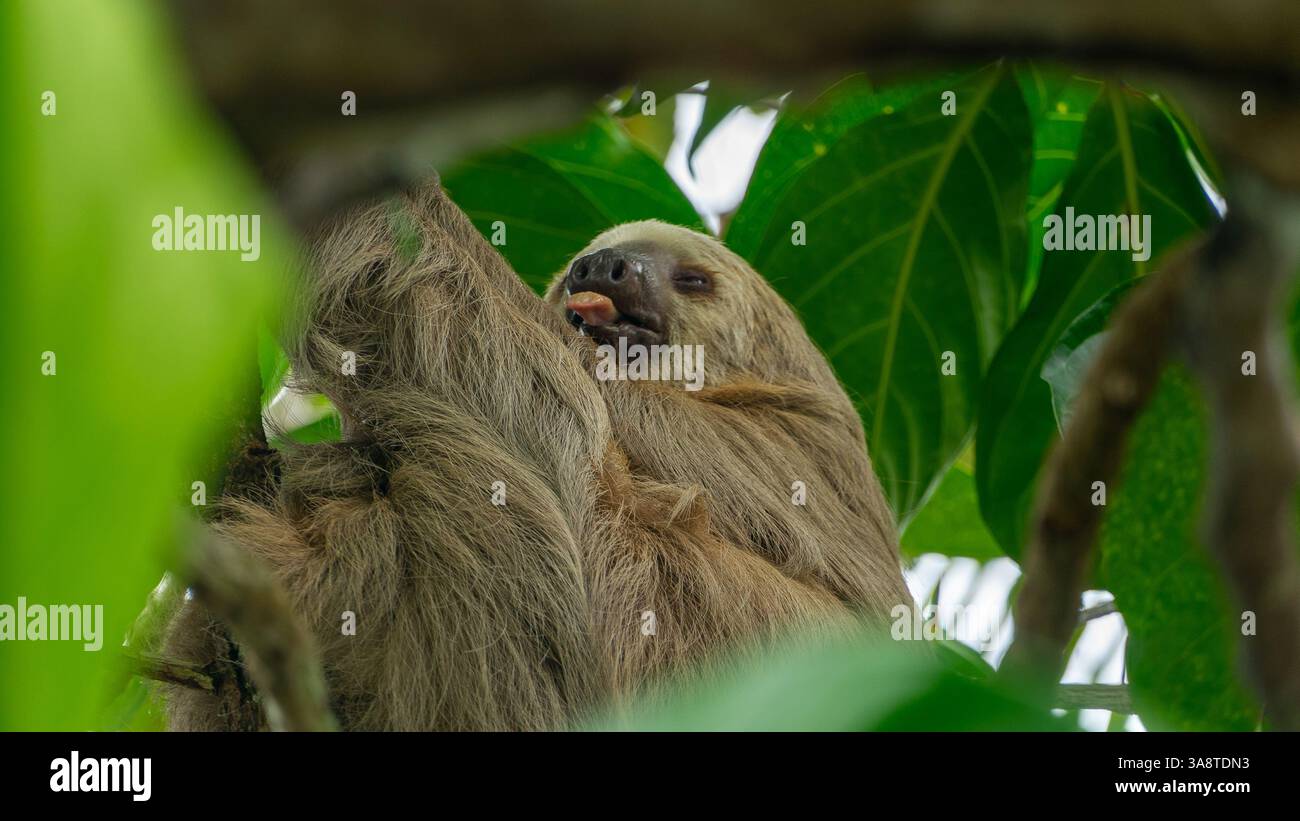Three toed sloth claw hi-res stock photography and images - Alamy