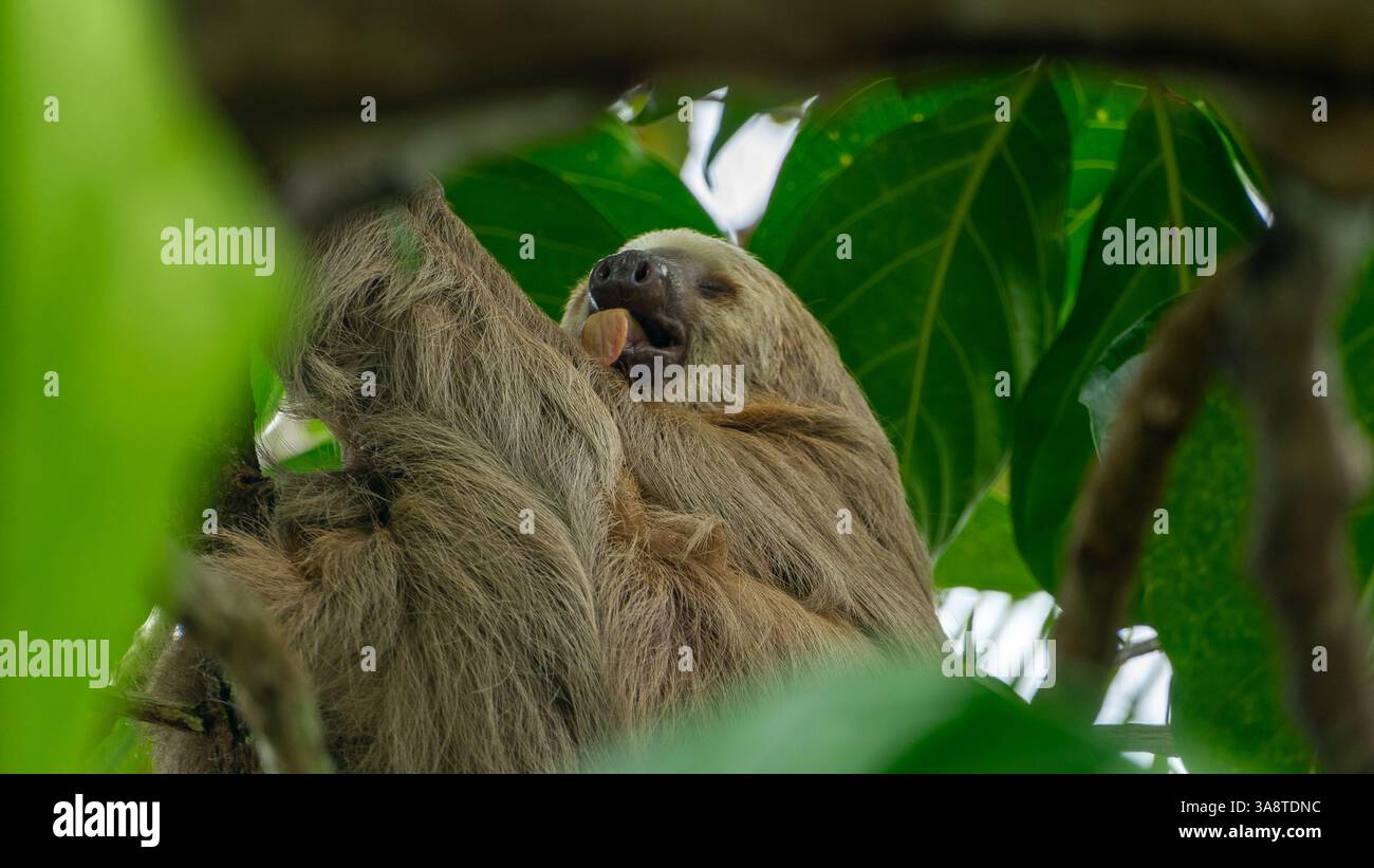 Three toed sloth claw bradypus variegatus hi-res stock photography and ...