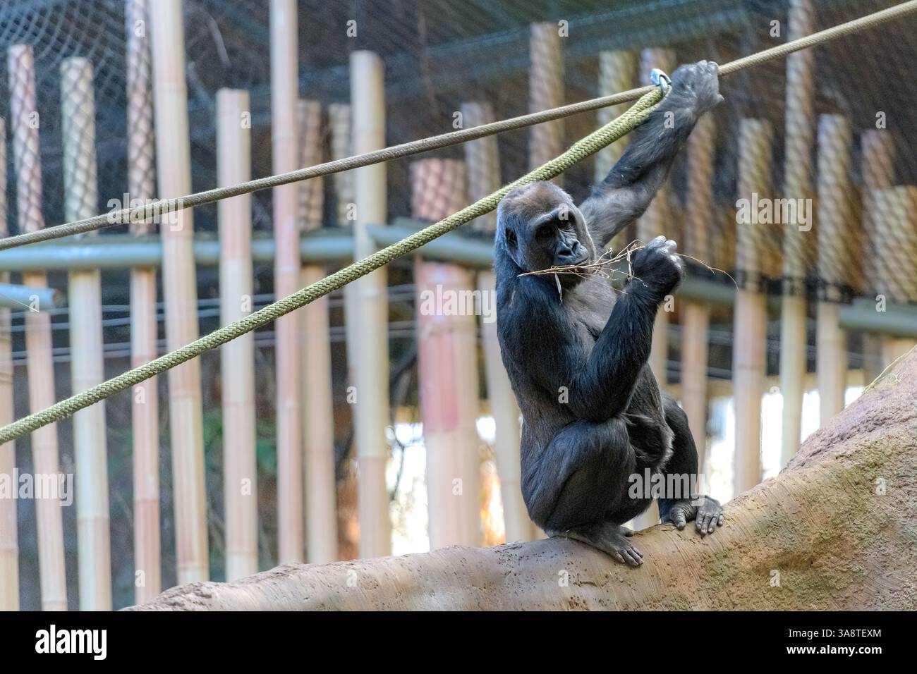 Gorilla in captivity Stock Photo - Alamy